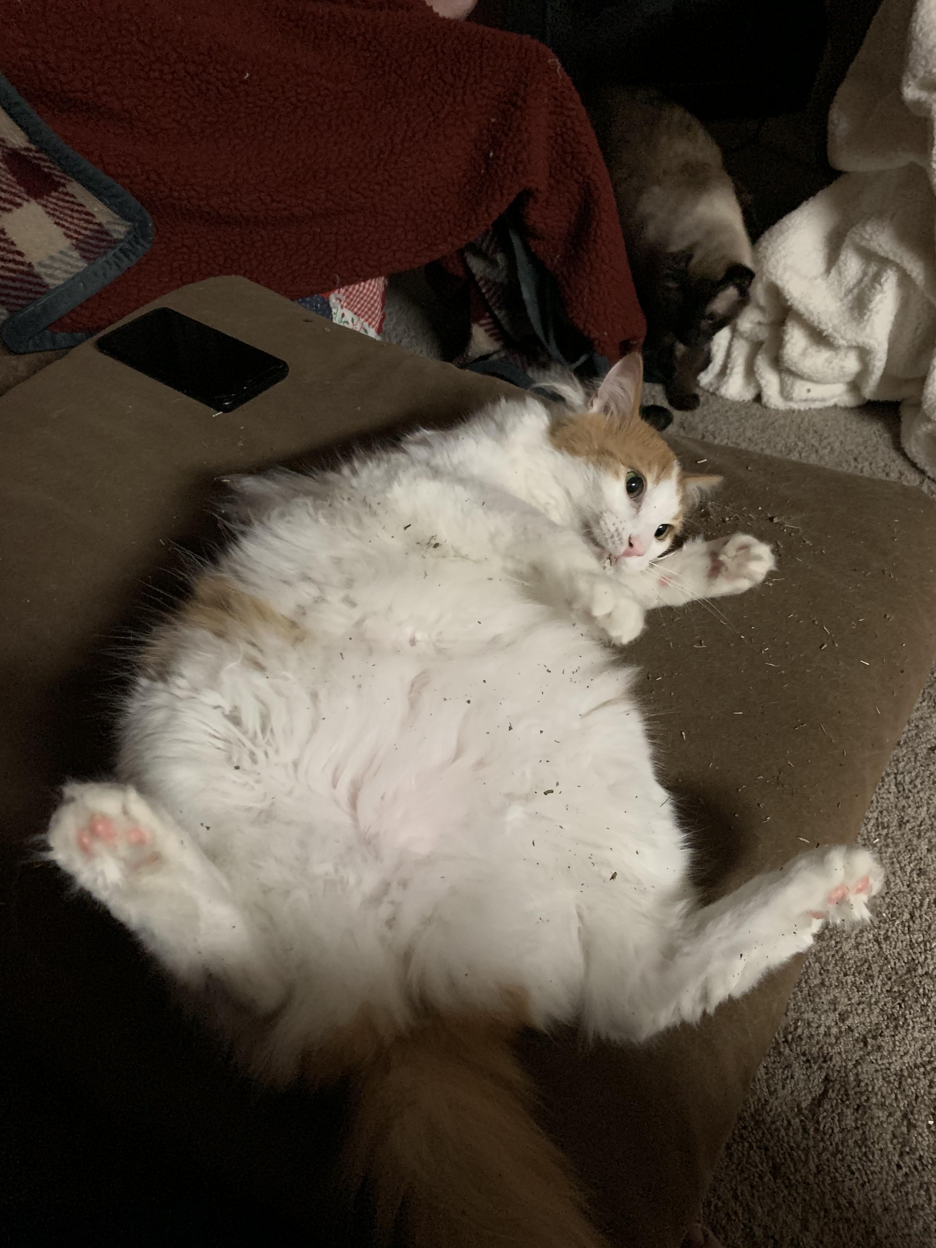 Post catnip belly | Scrolller