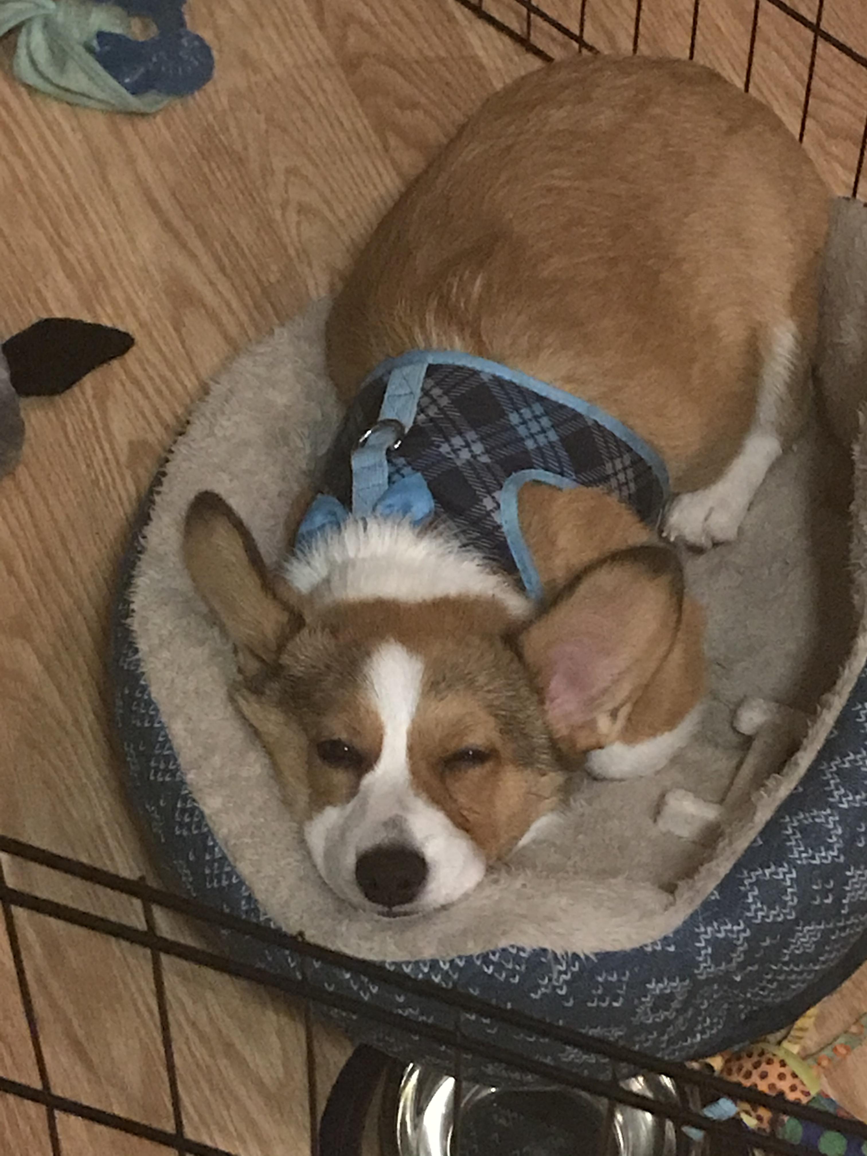 Post-lunch zoomies | Scrolller