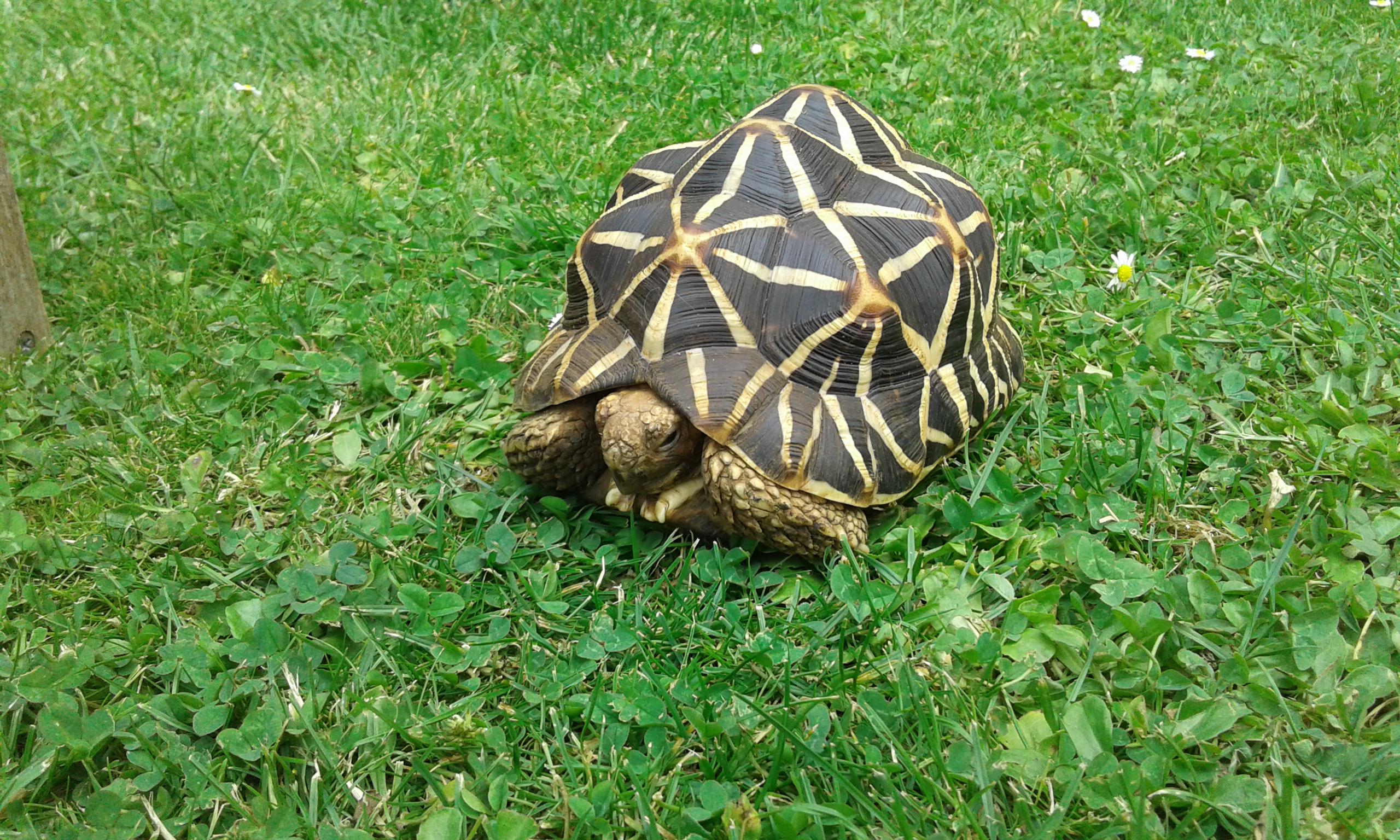 Posting a picture of my tortoises every day #18 - Star | Scrolller