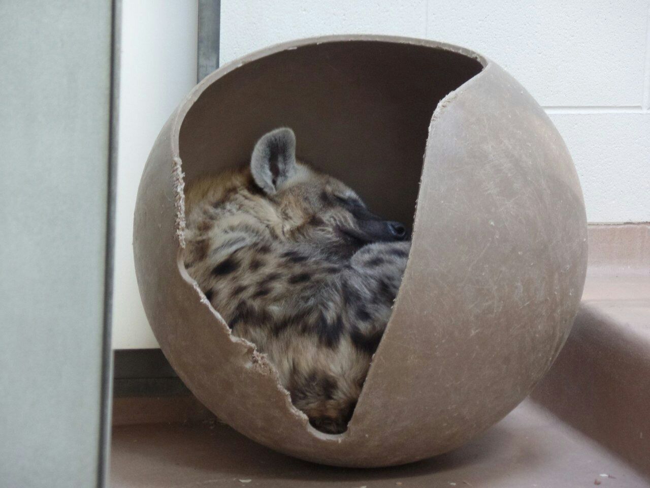 Posting yeen pics every day until I get to pet one Day 515 Pure relaxation, cozyness and maximum ...