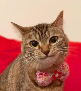 Potential new meme format | Scrolller