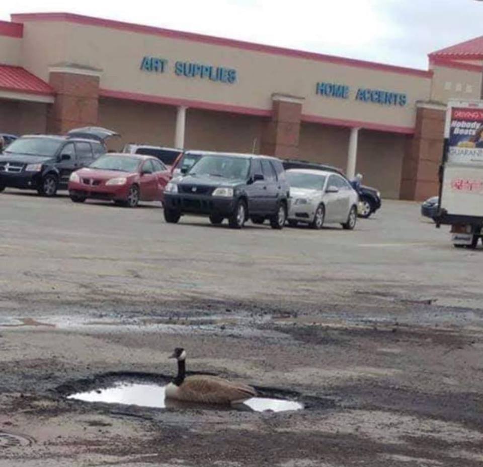 PotholeBirb | Scrolller