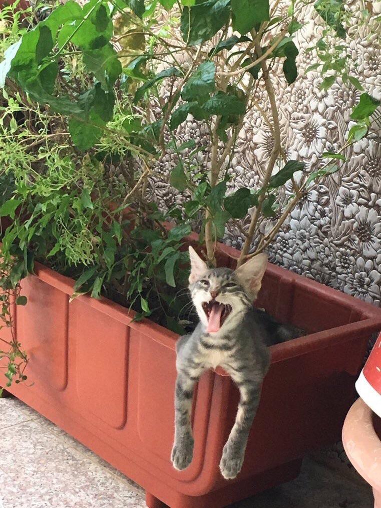 Potted Cat | Scrolller