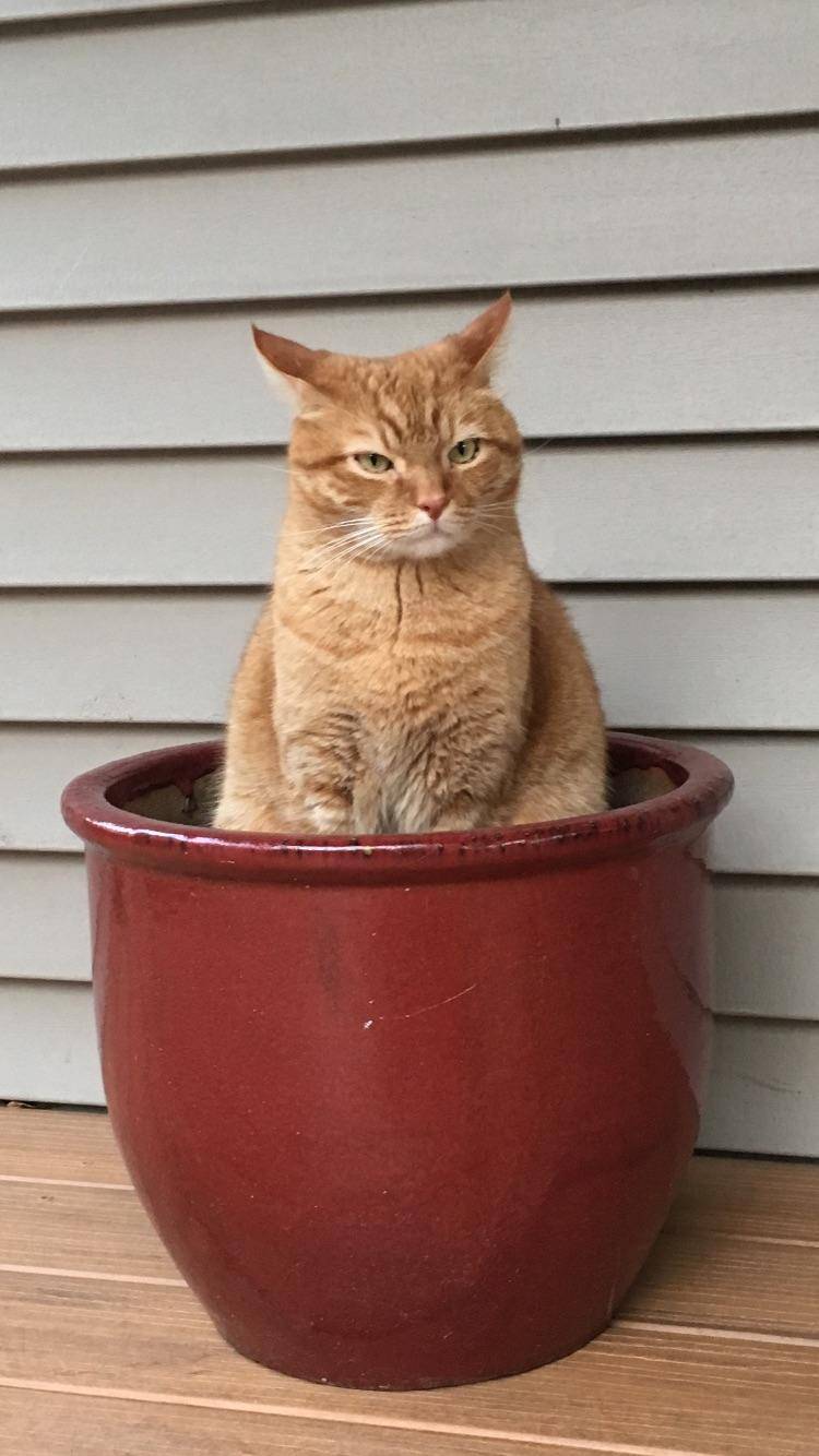 Potted meow meow | Scrolller