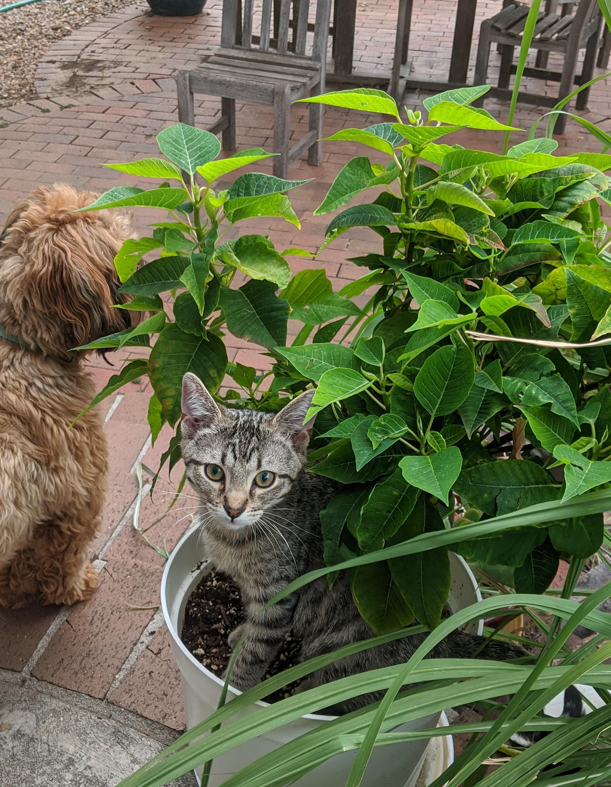 Potted pointy poinsettia kitten | Scrolller