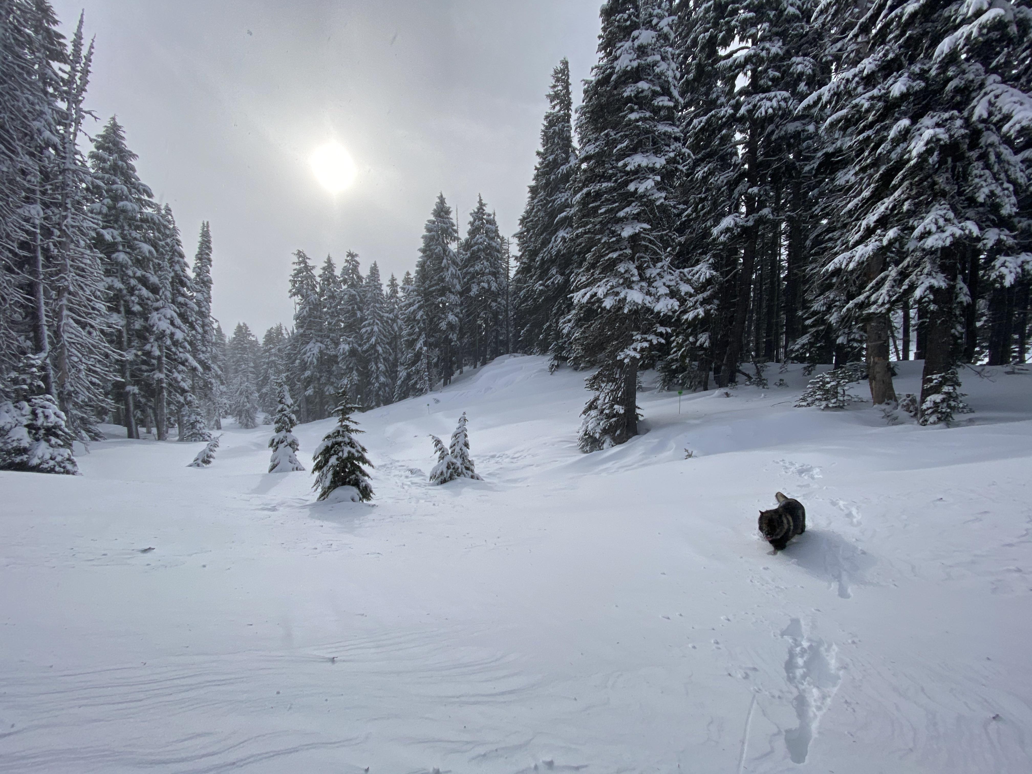 Powder walkabout | Scrolller