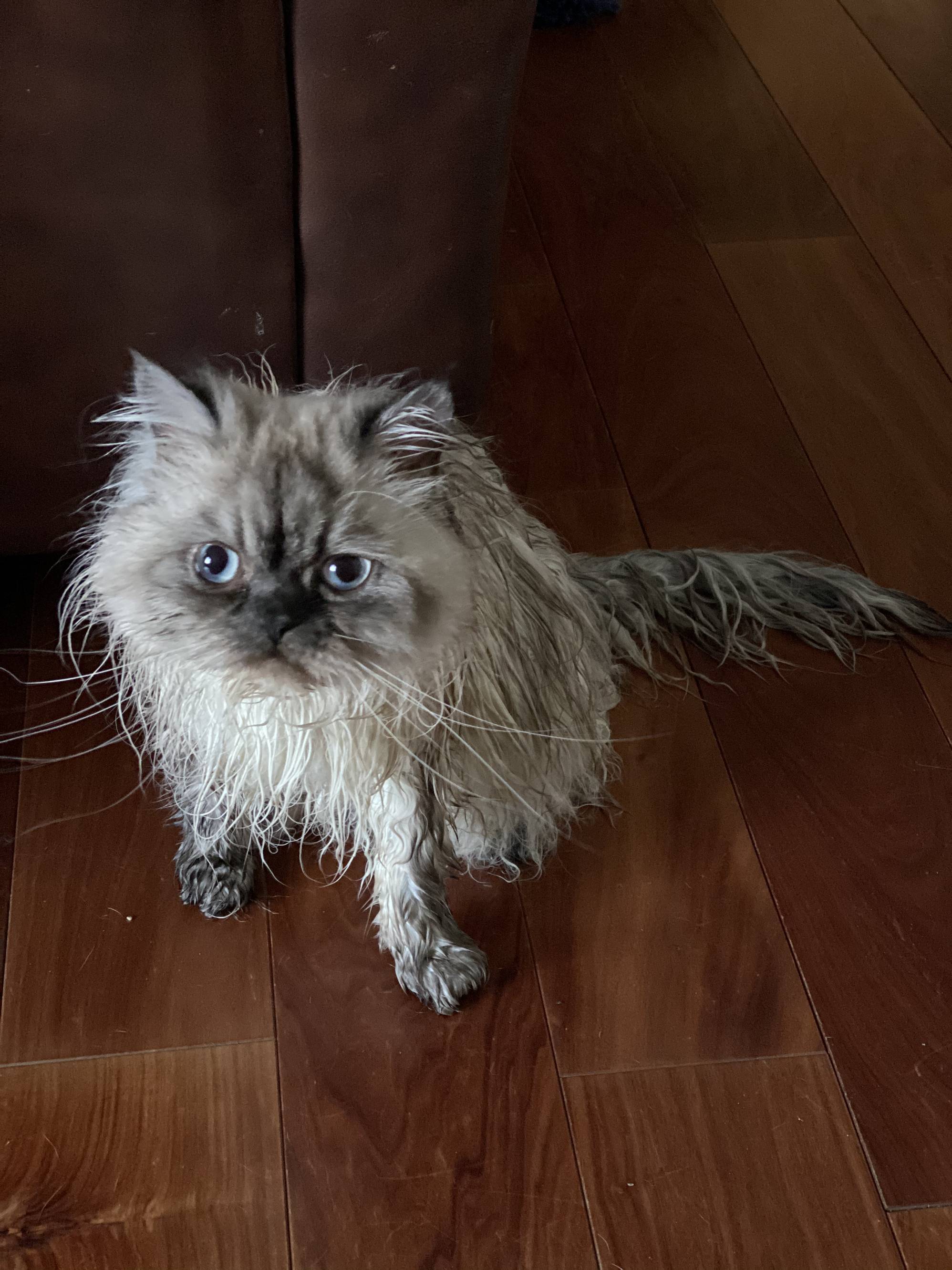 Pray for my survival | Scrolller