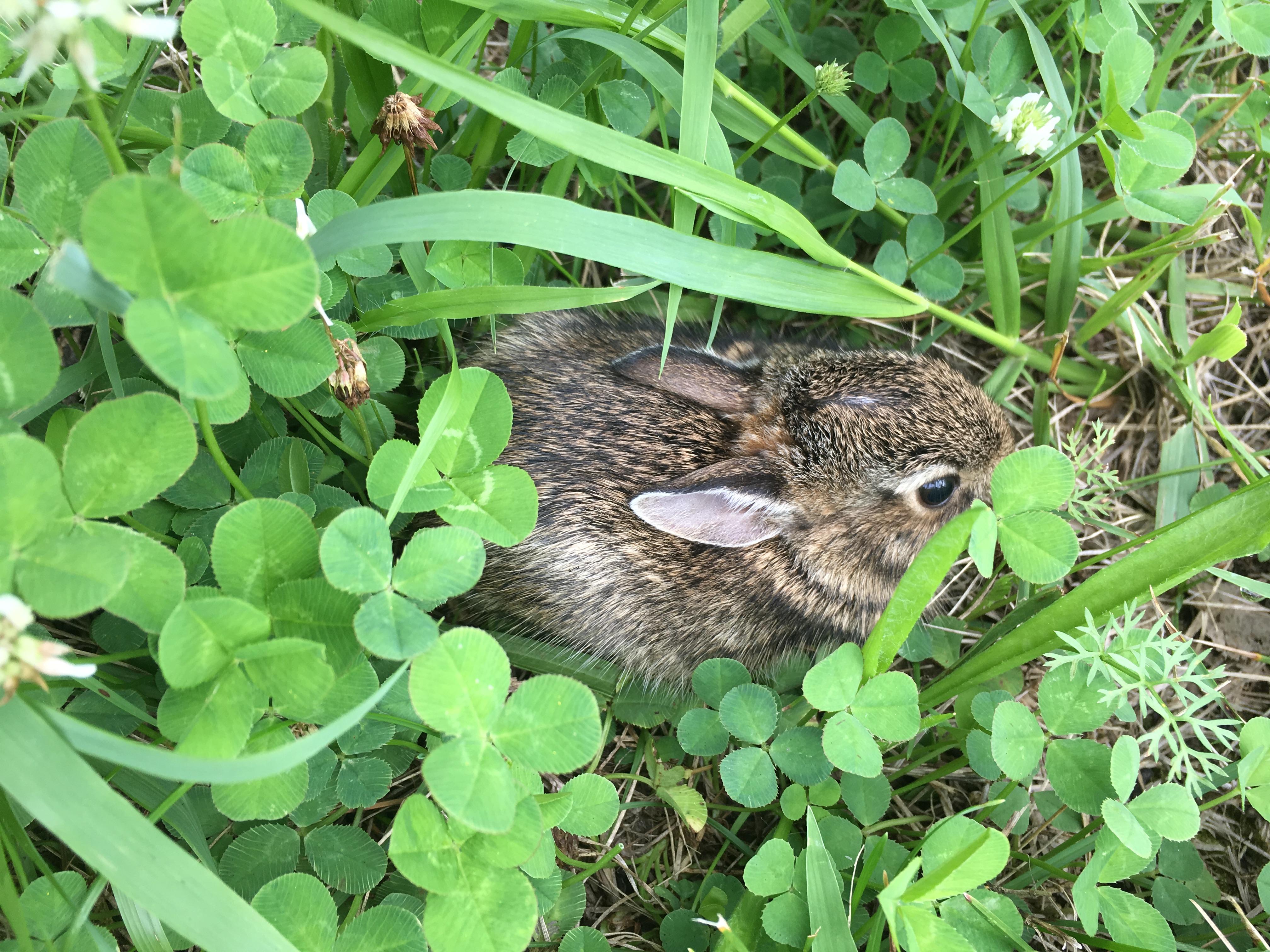 Pre-Mow Walk Saving Bunny Lives | Scrolller