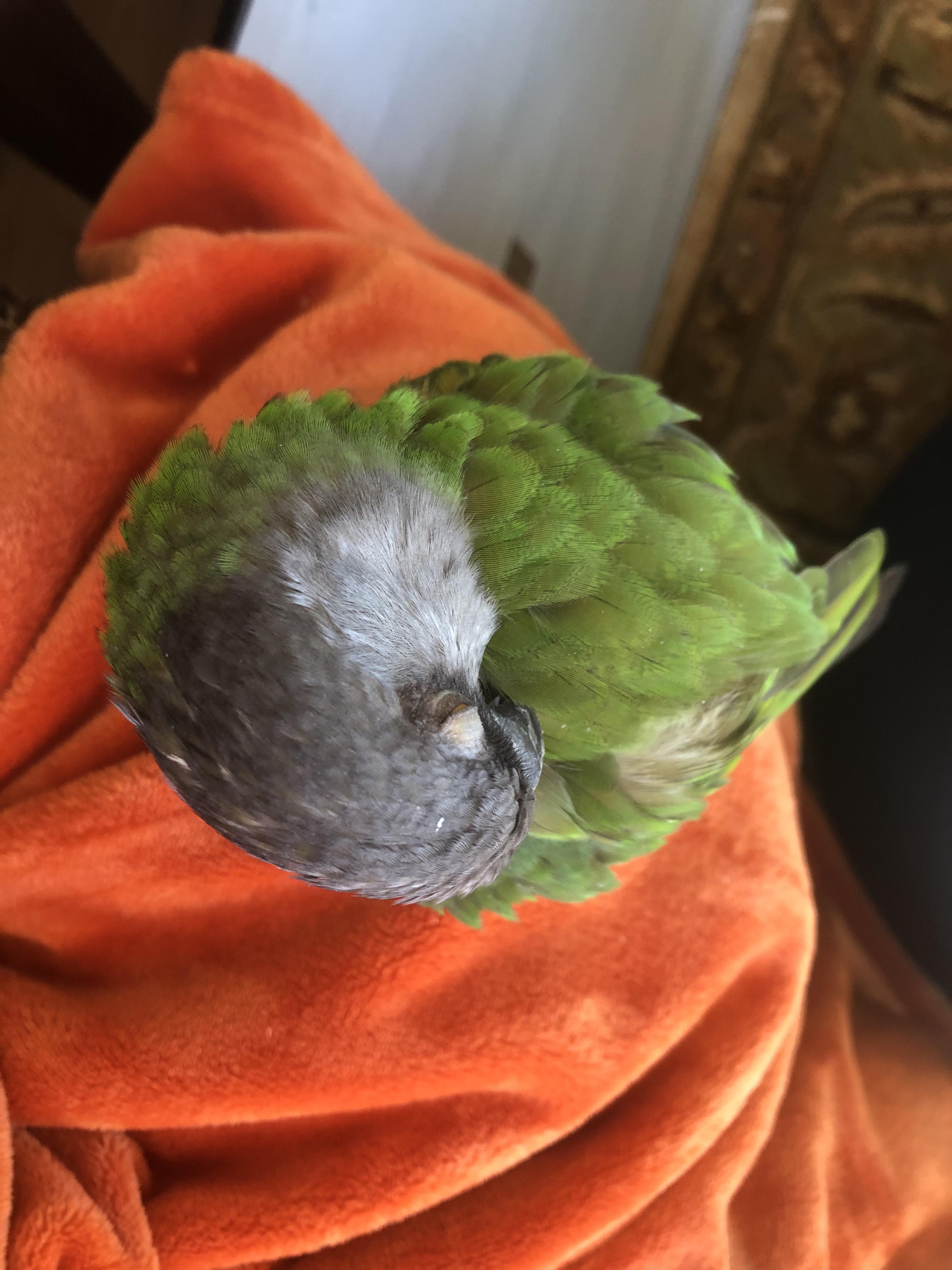 Preeny borb | Scrolller