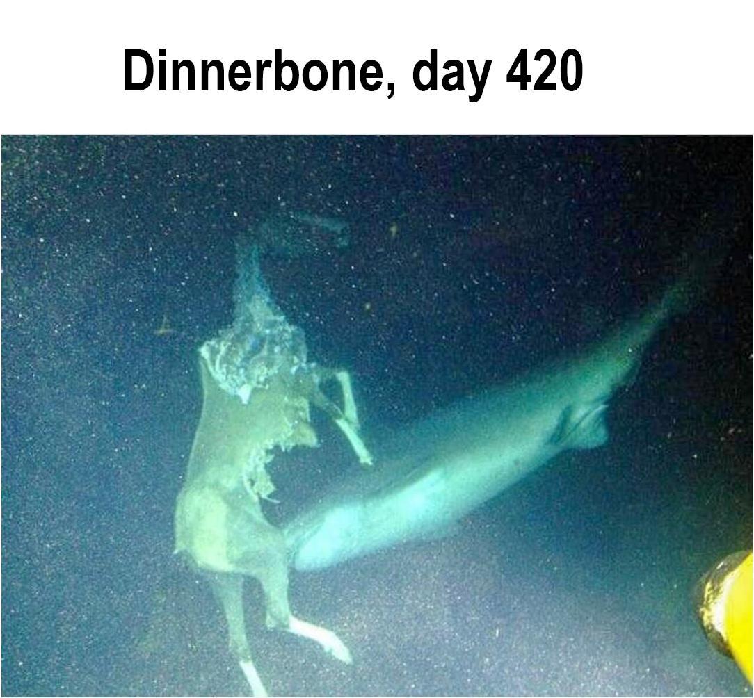 Press F for dinnerbone | Scrolller