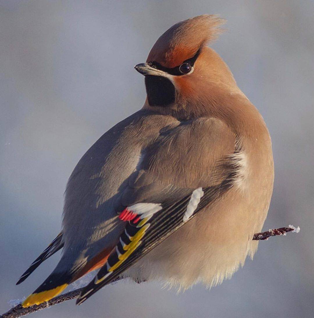 pretty borb | Scrolller