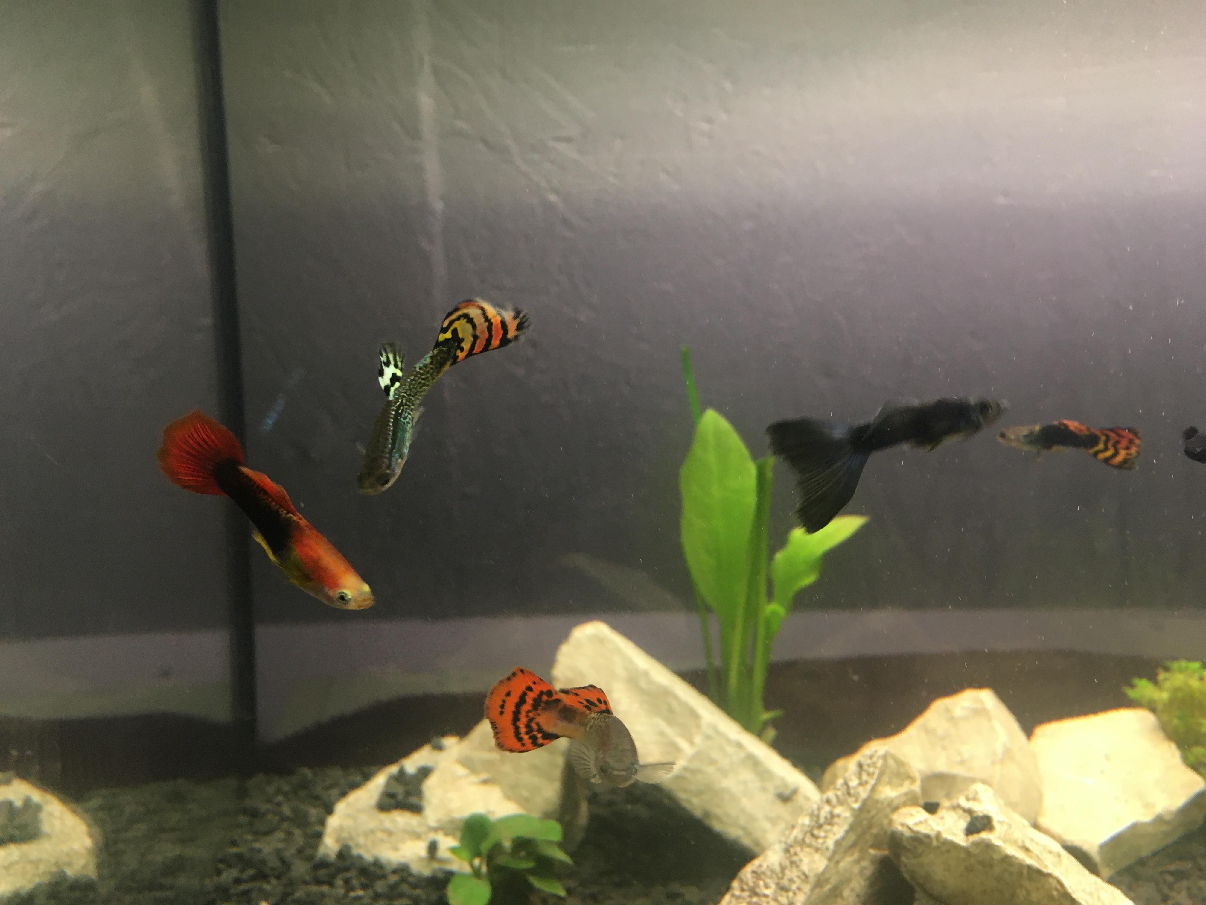 Pretty boys | Scrolller