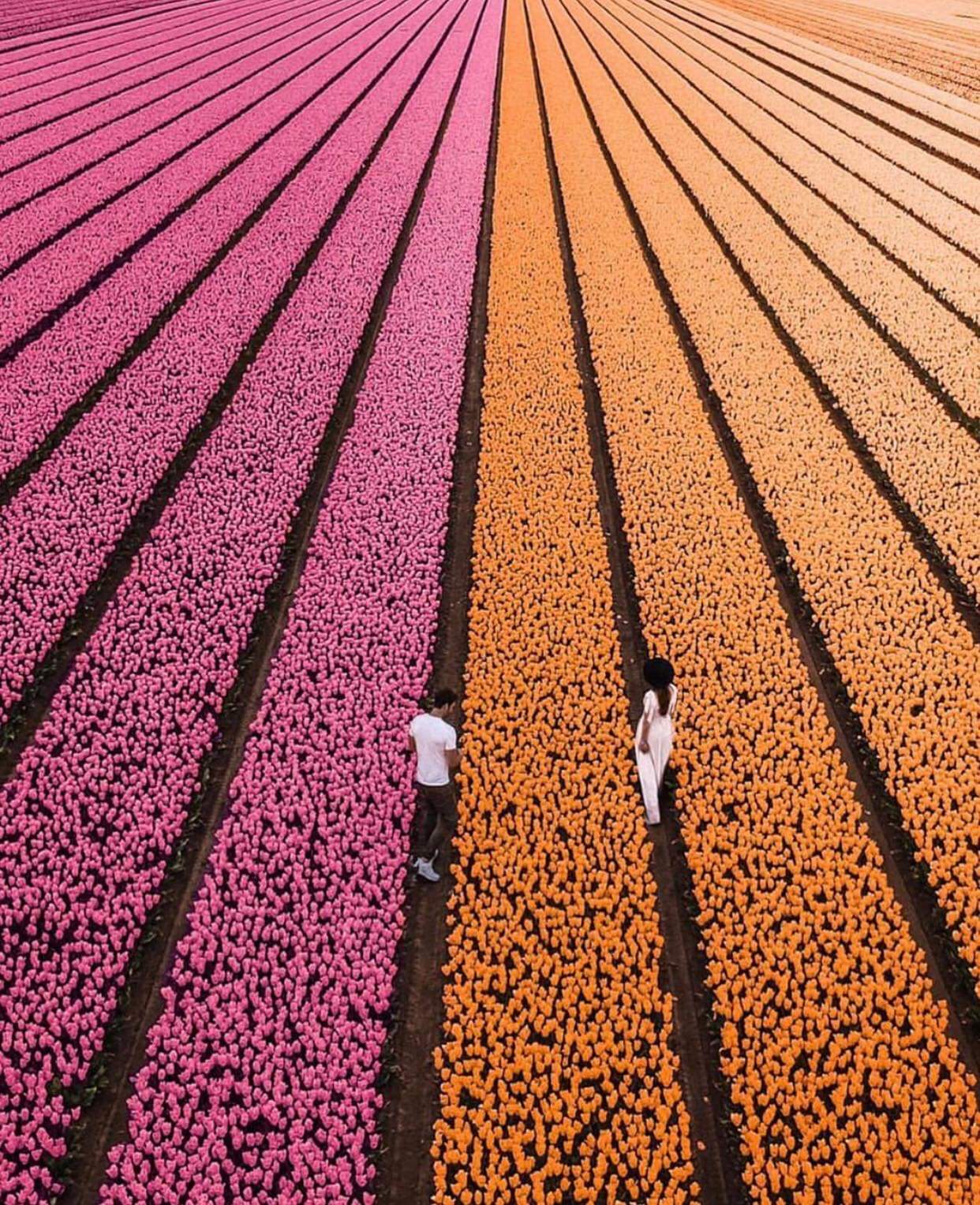 Tulip Fields | Scrolller