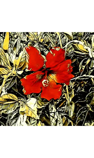 Pretty flowers 💯 | Scrolller