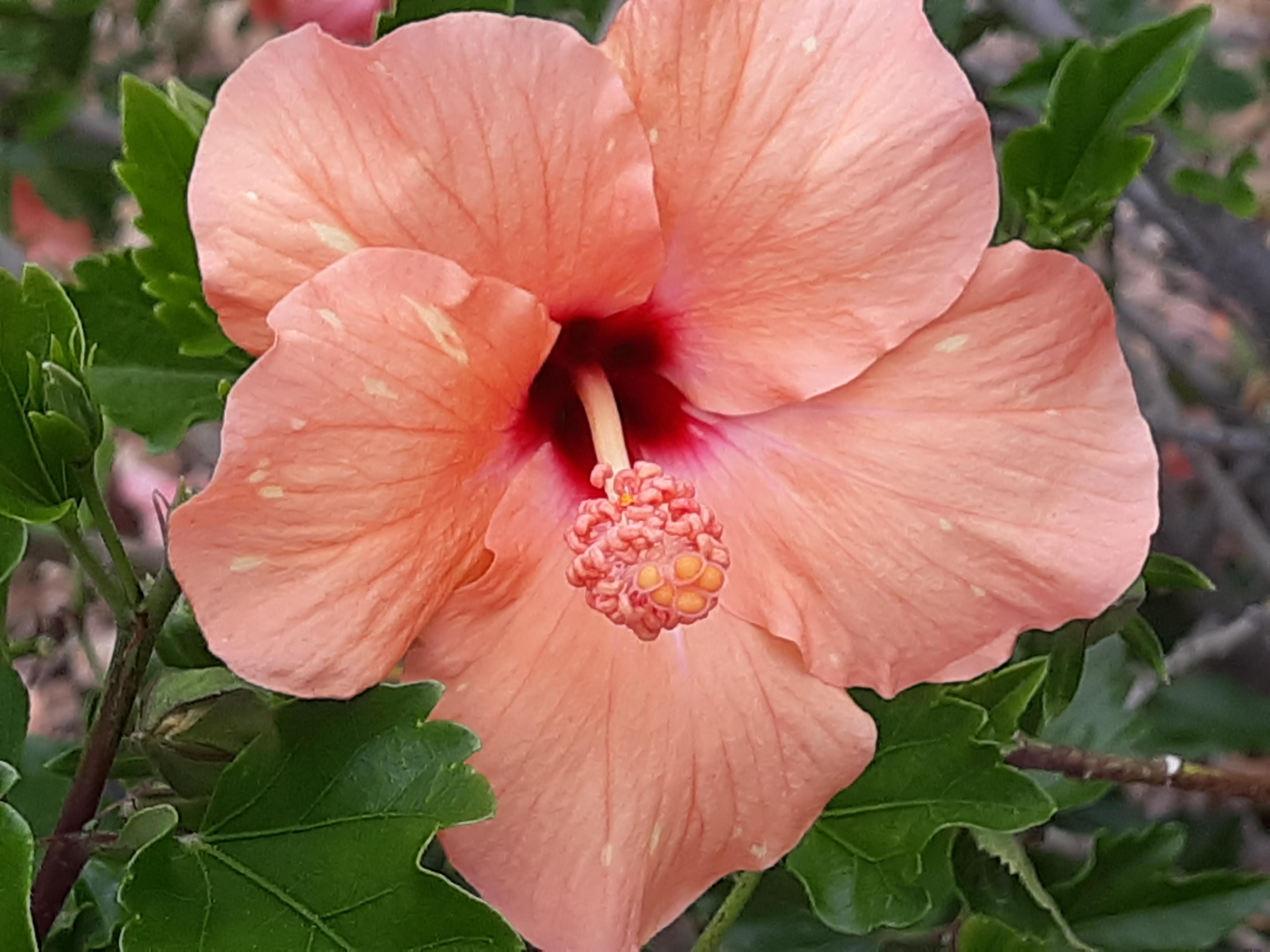 Pretty Hibiscus Flower | Scrolller