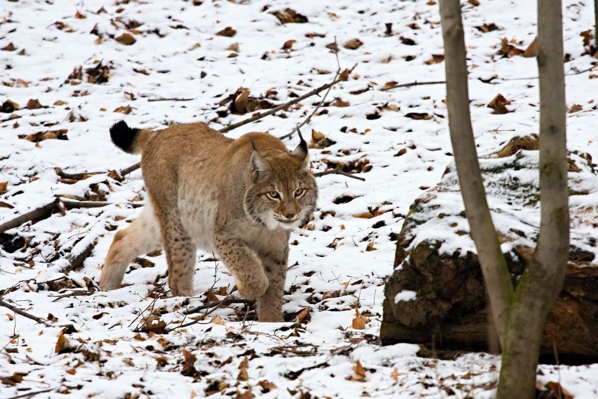 Pretty lynx on the prowl. | Scrolller