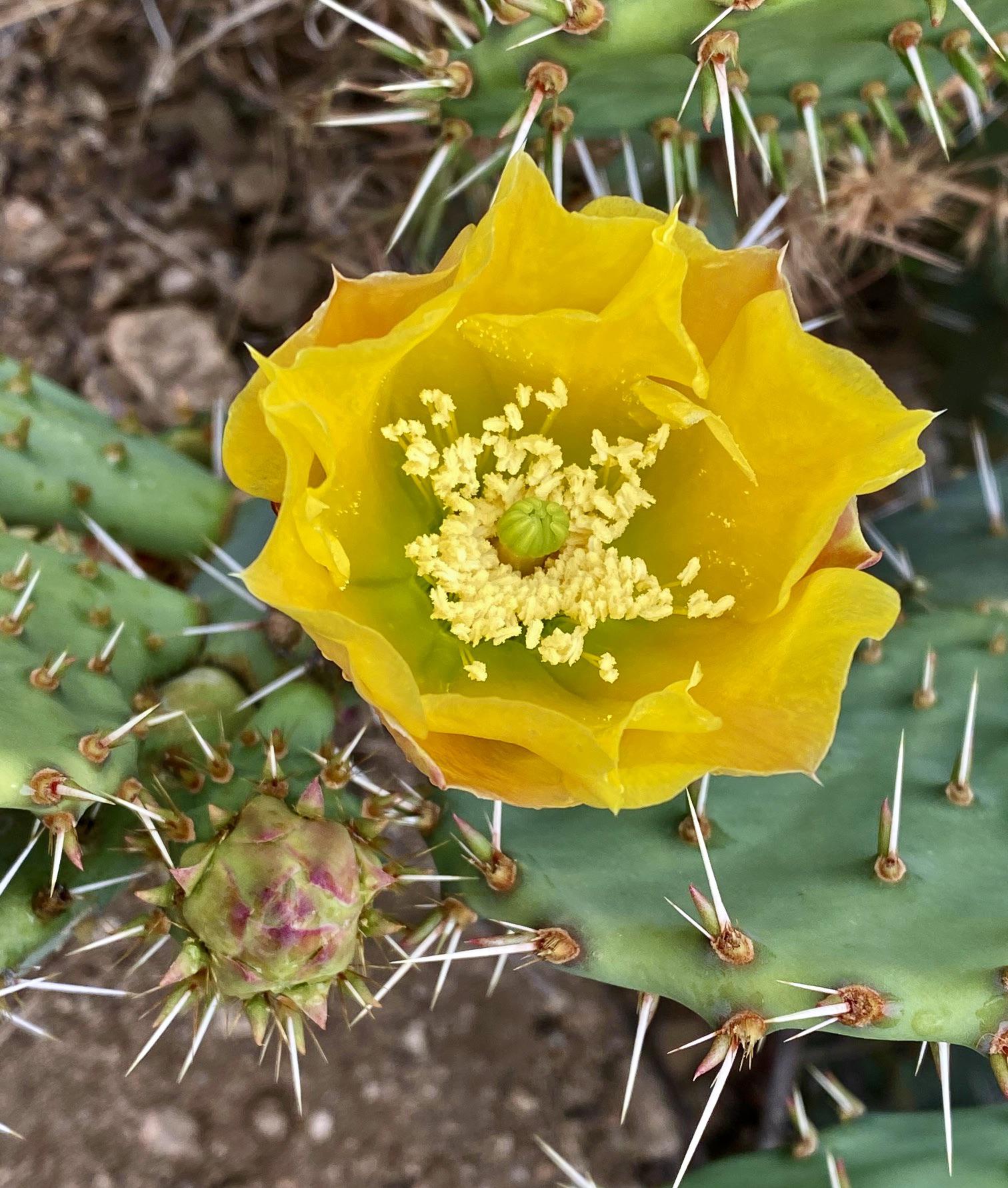 Prickly Pear Cactus Flower | Scrolller