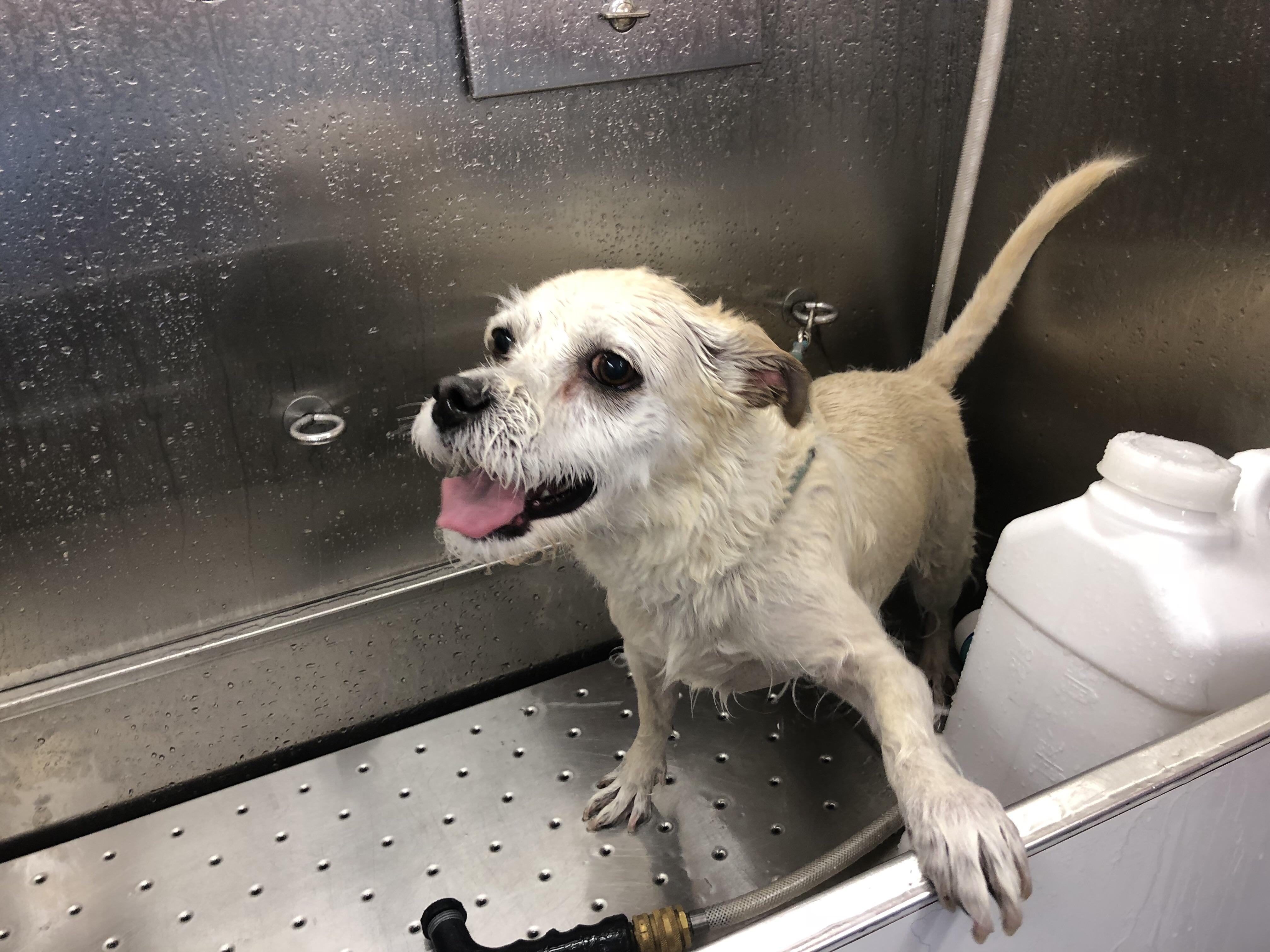 Princess is happy to get a bath for once | Scrolller