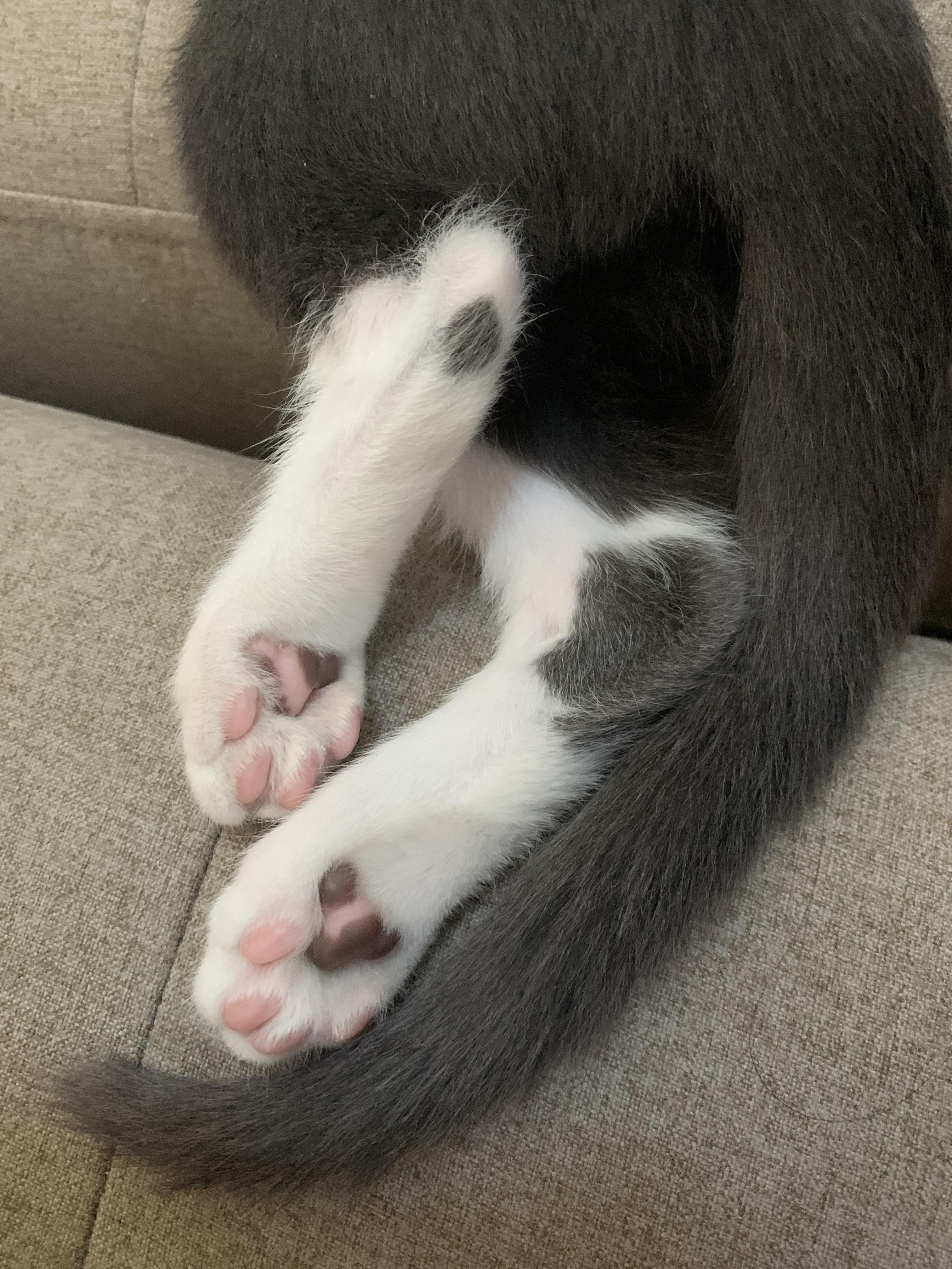 Pristine Baby Beans | Scrolller