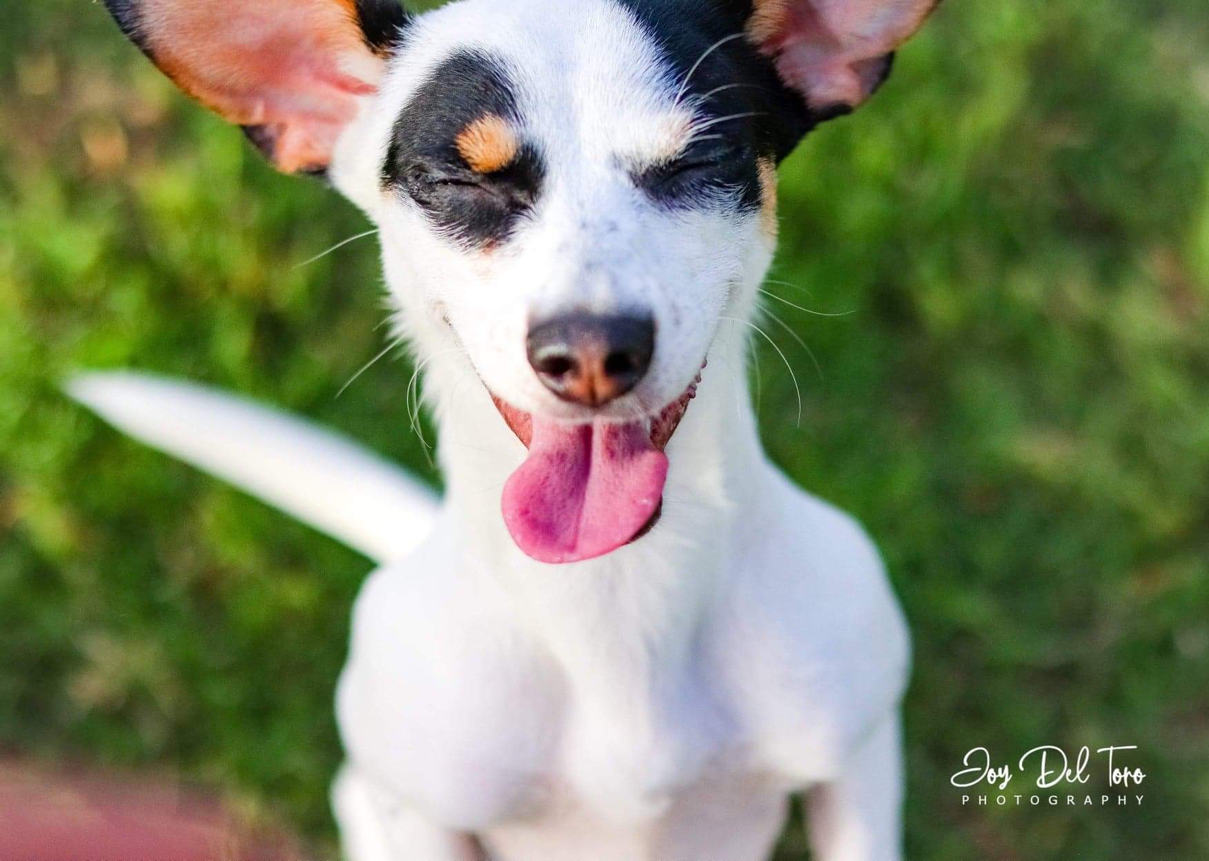 Professional pictures taken of our new family member and this one is my absolute favorite 😝 ...