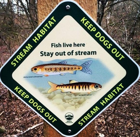 PSA - Keep your dogs out of the salmon habitats | Scrolller