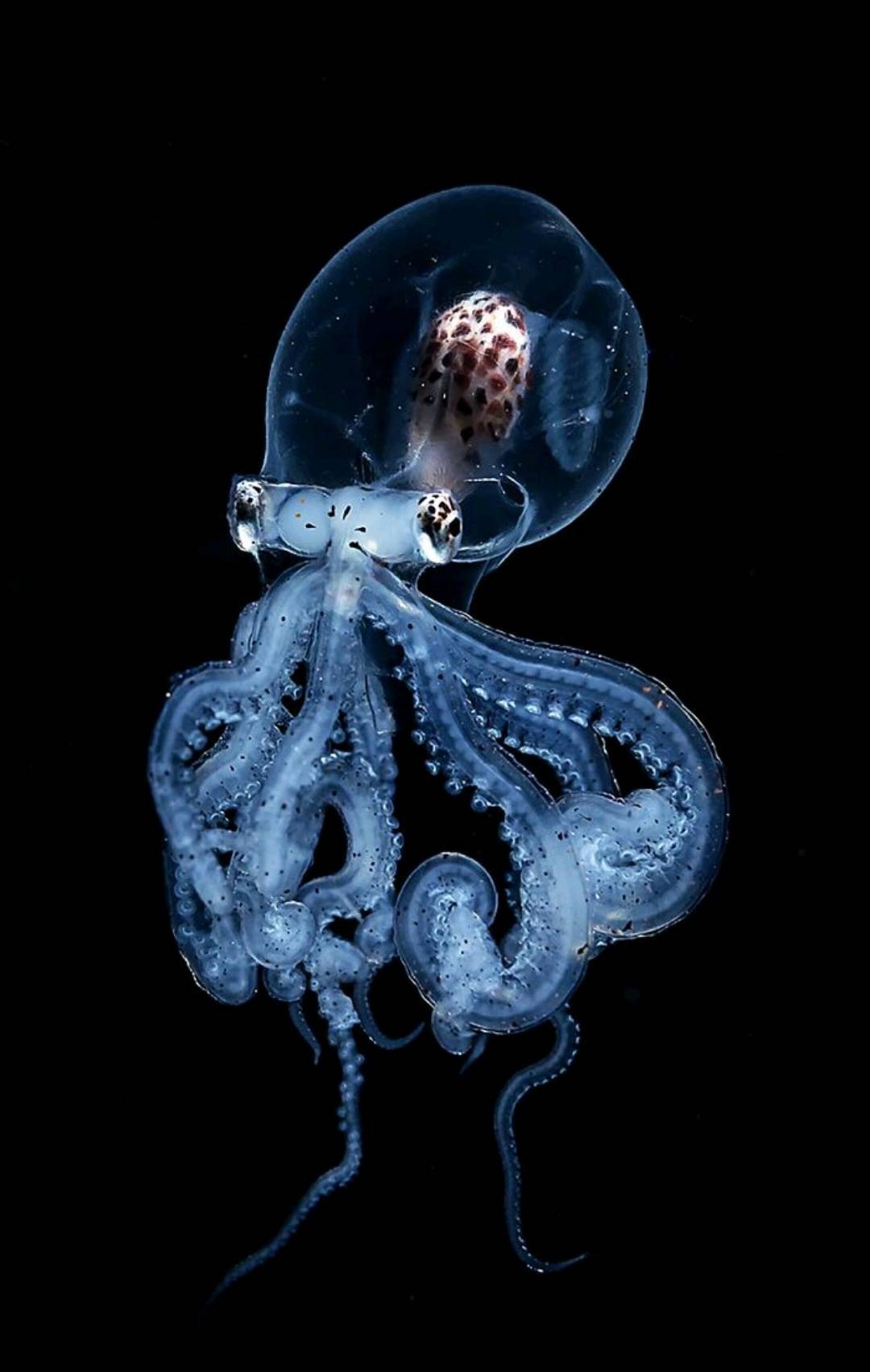 PsBattle: see thru octopus head | Scrolller