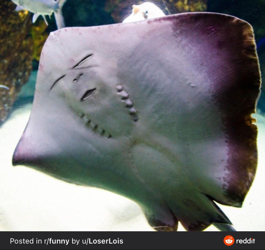 PsBattle: The underside of a stingray. | Scrolller