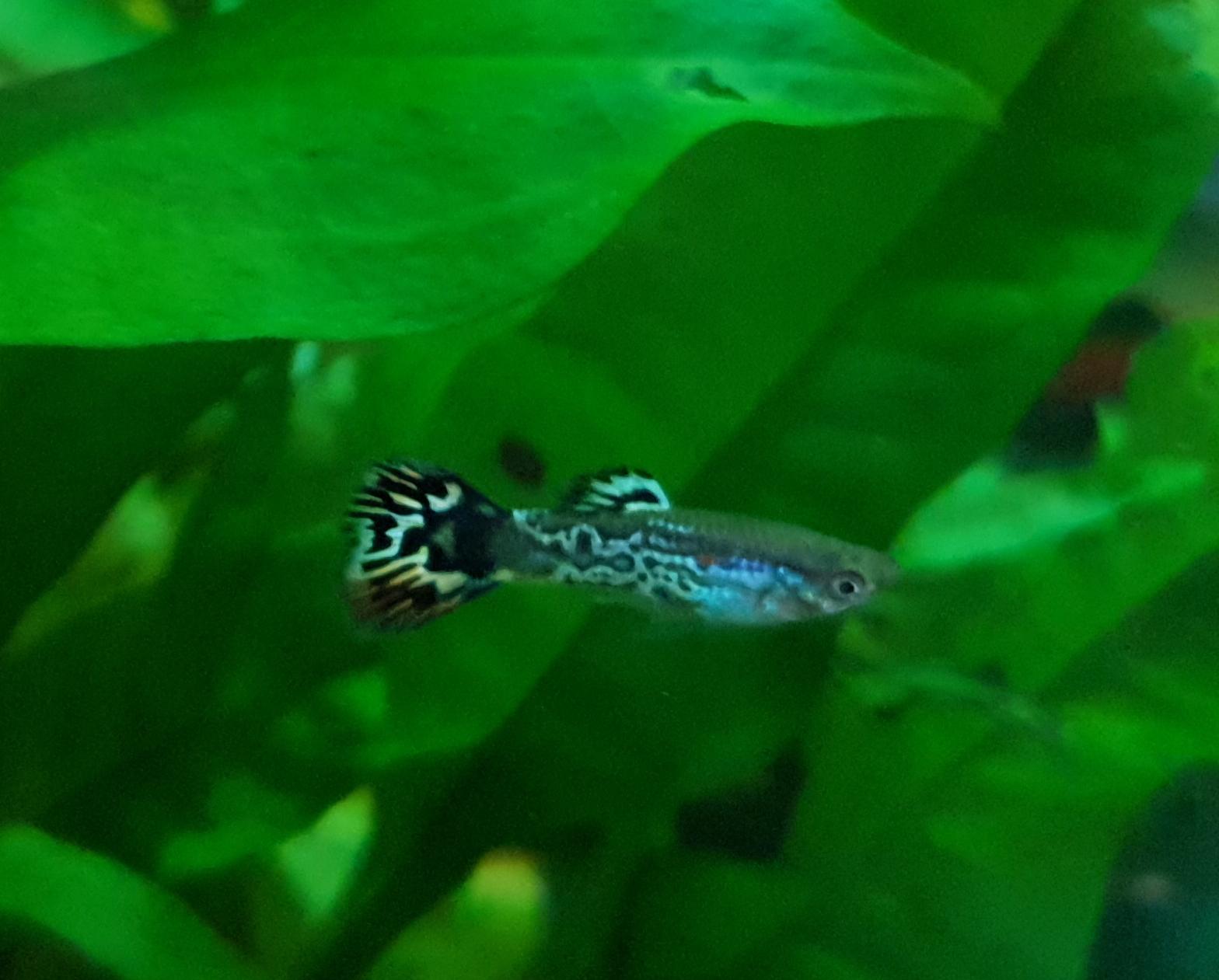 Psychedelic guppy fry | Scrolller