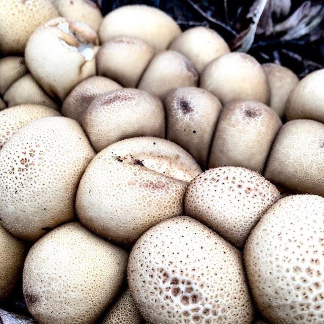 Puffballs | Scrolller