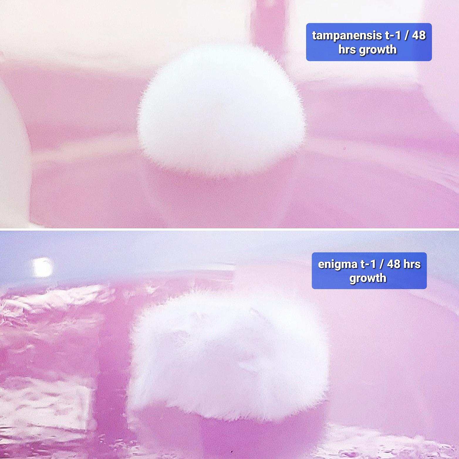 Puffballs 😁🤣 | Scrolller