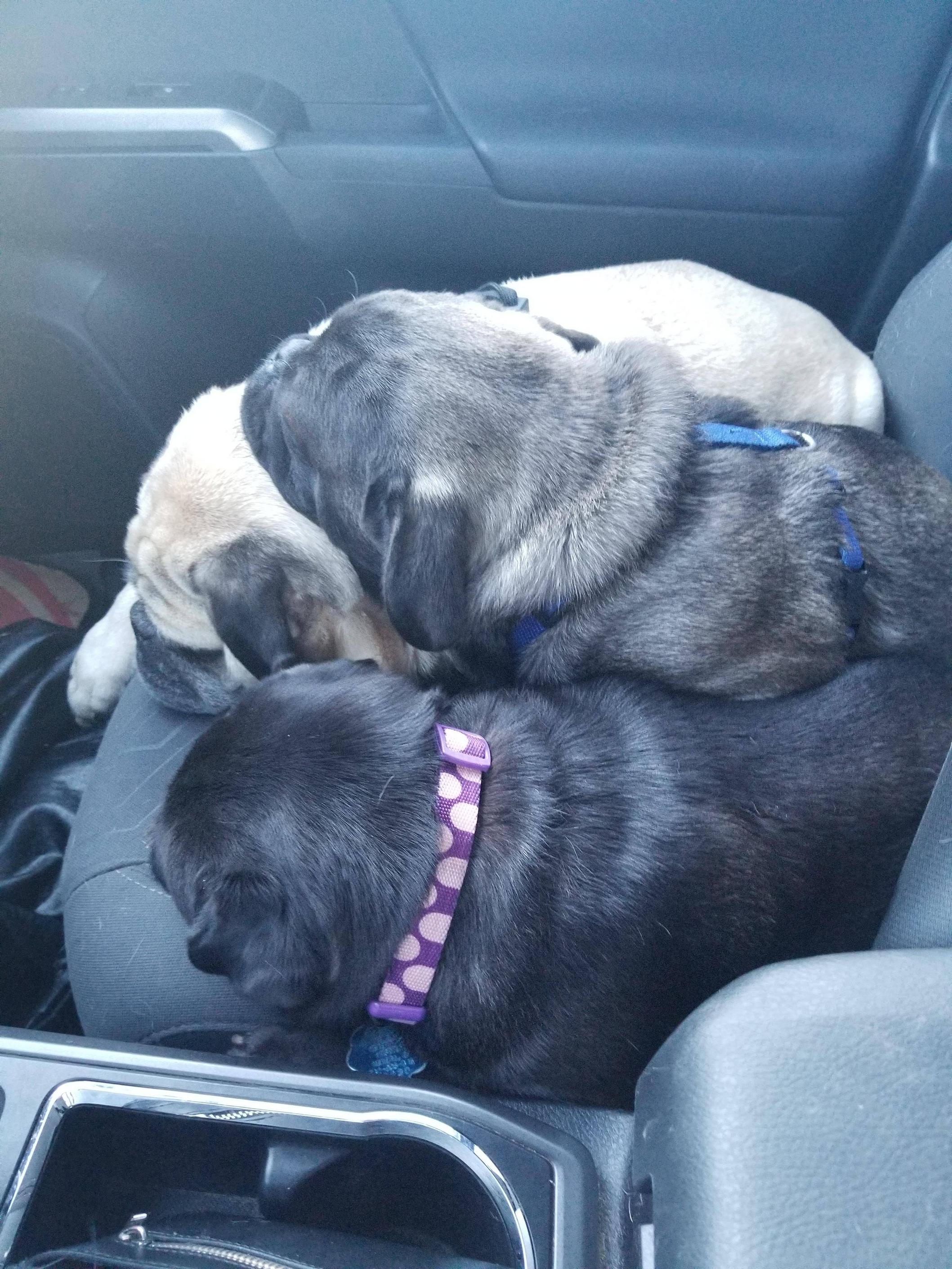 Pug pile | Scrolller