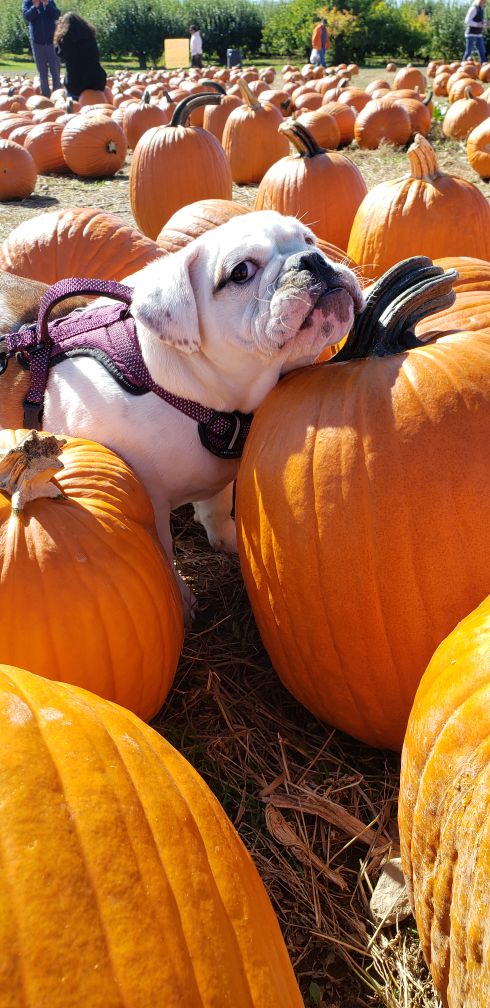 Pumpkin Picking | Scrolller