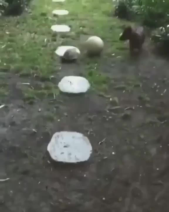 Pup and turtle playing ball | Scrolller