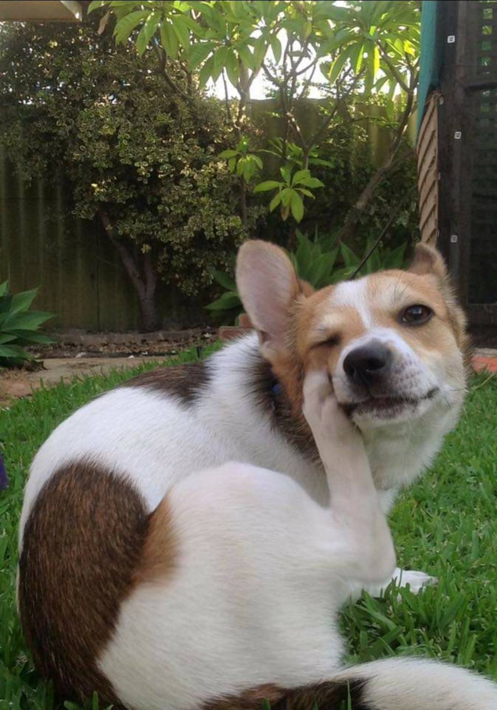 Pupper do a cute | Scrolller