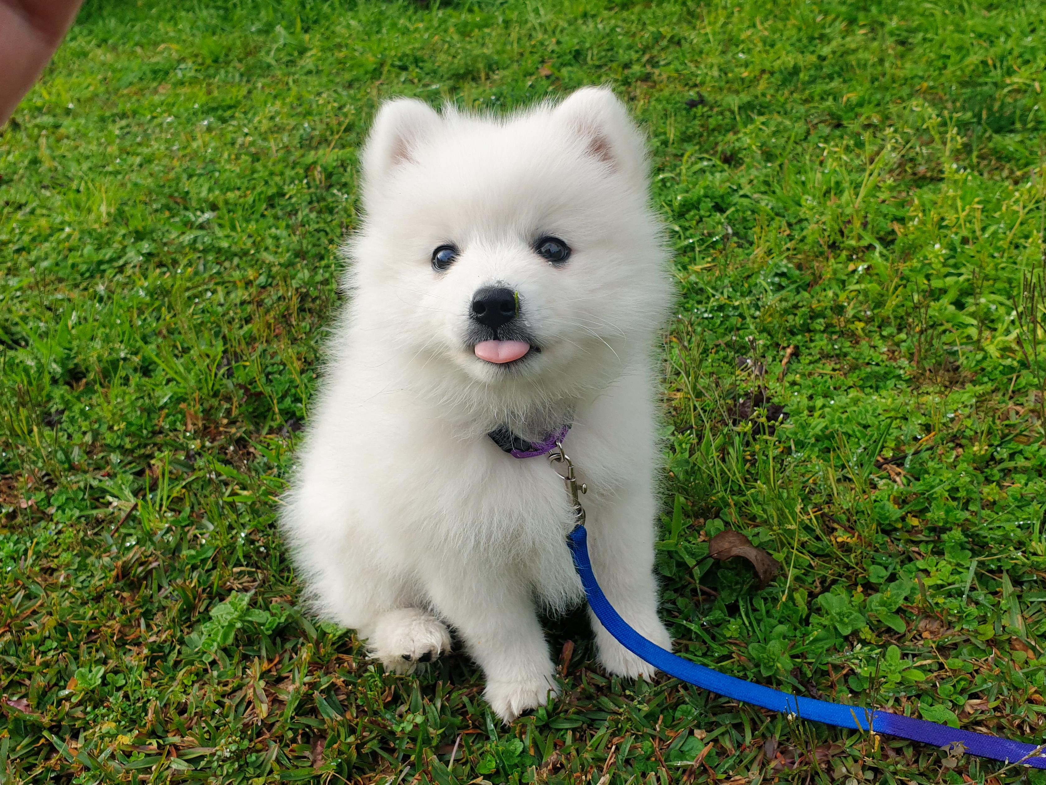 Pupper does her first mlem | Scrolller