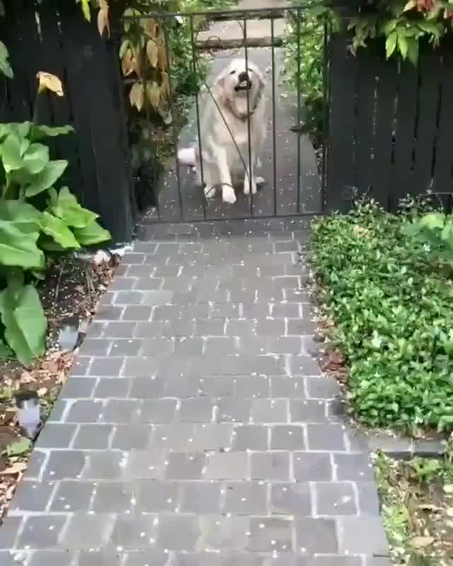 Pupper doing his best to smile | Scrolller