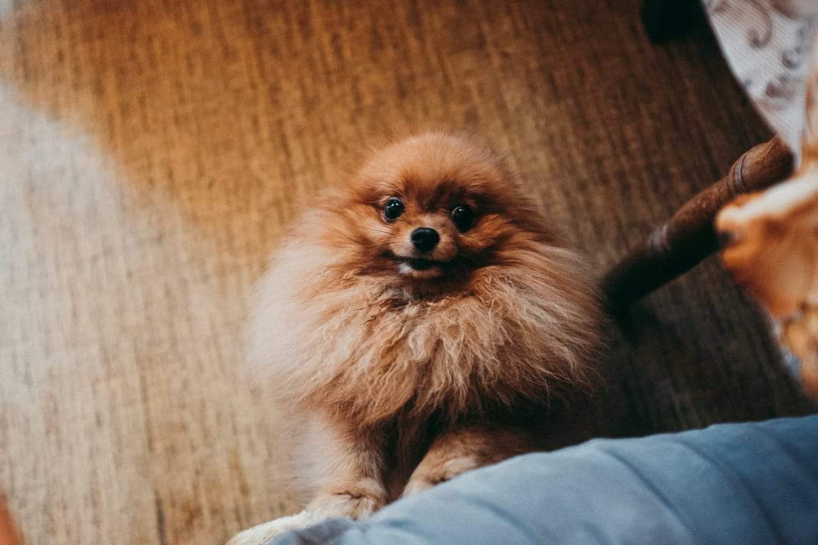 Pupper hiding her ears for cuddles 😁 | Scrolller