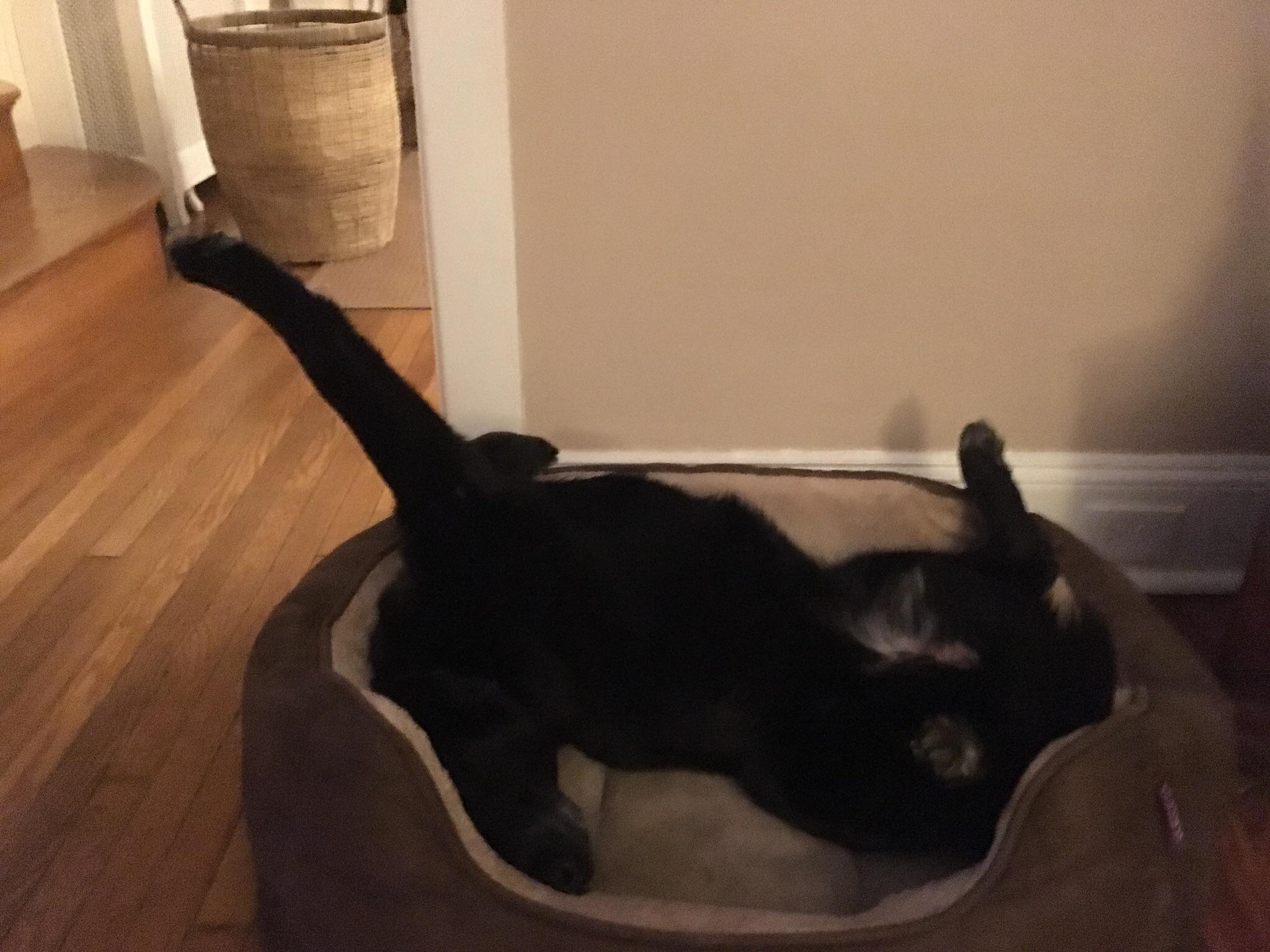 Pupper was sleeping like this | Scrolller