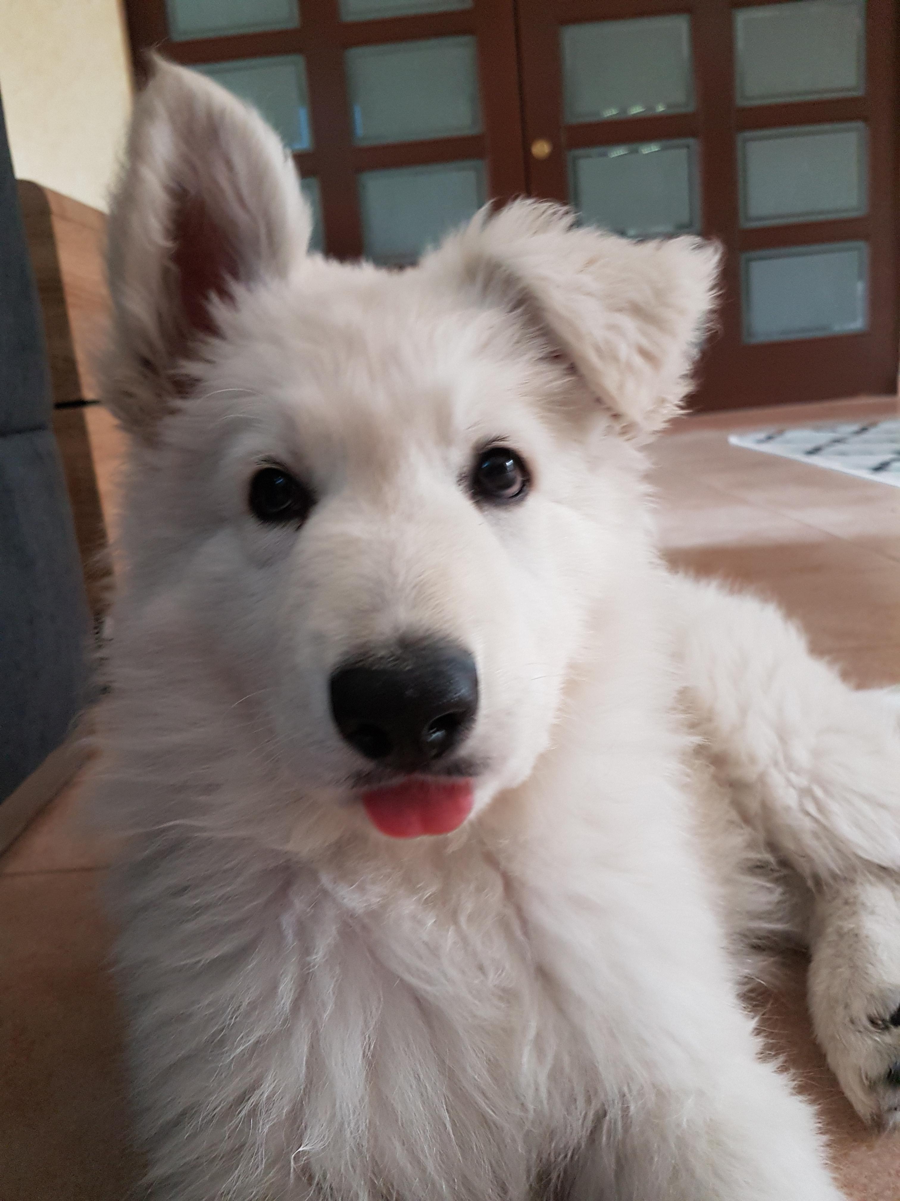 Puppy blop | Scrolller