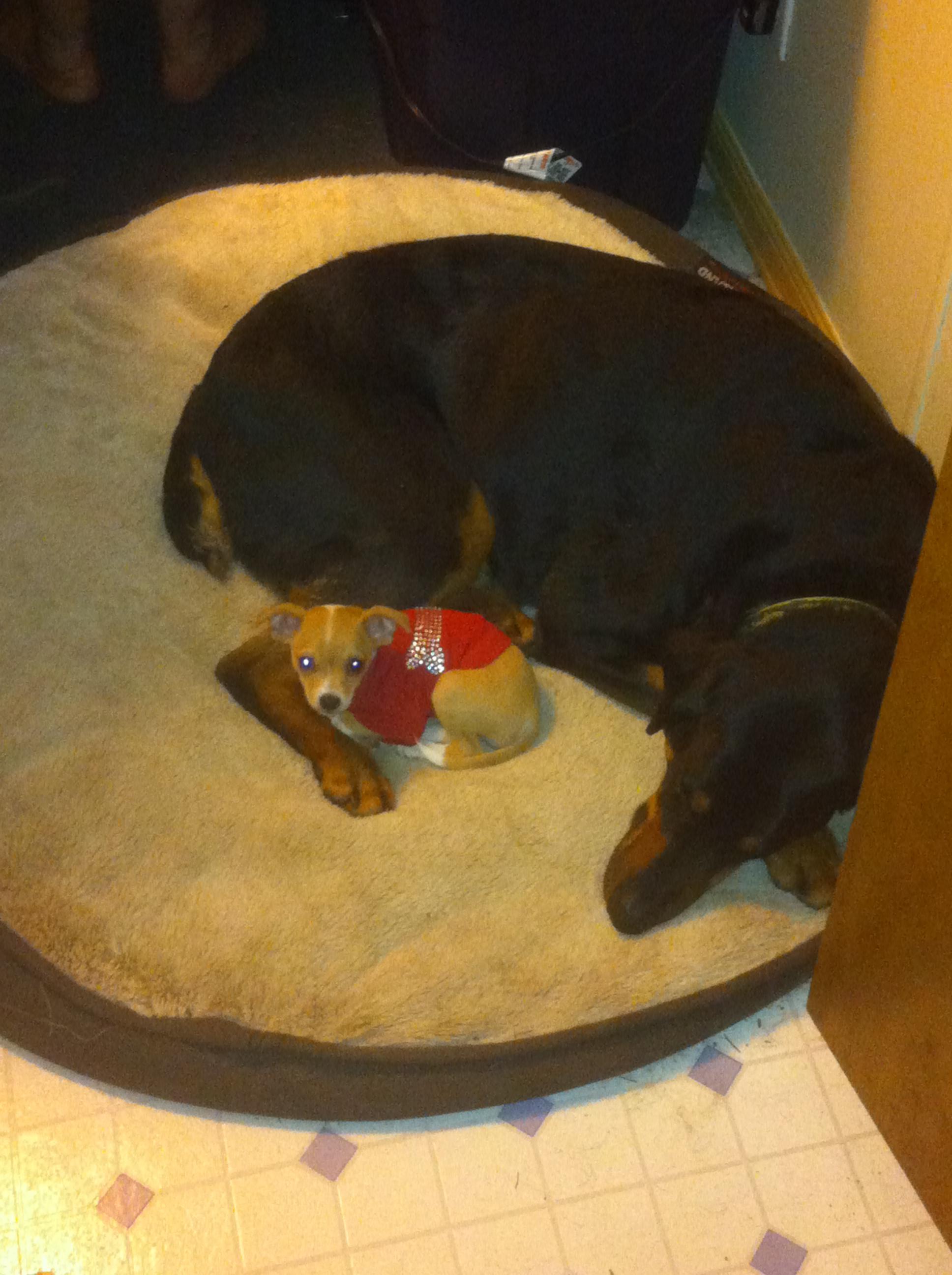 Puppy cuddle | Scrolller