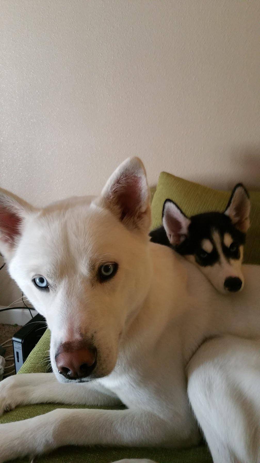 Puppy Koda and his big brother | Scrolller