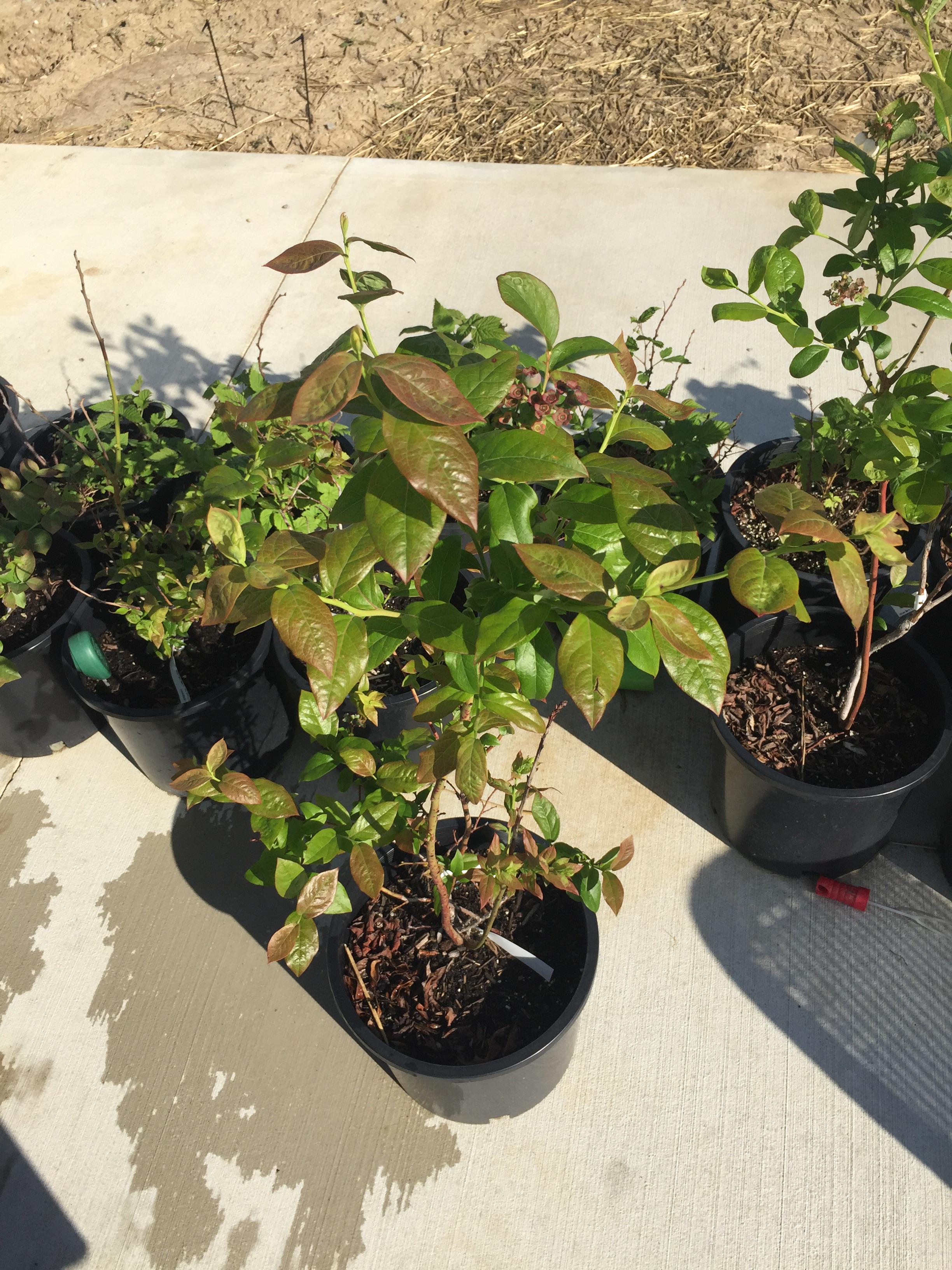 Purple/brown is new leaves | Scrolller