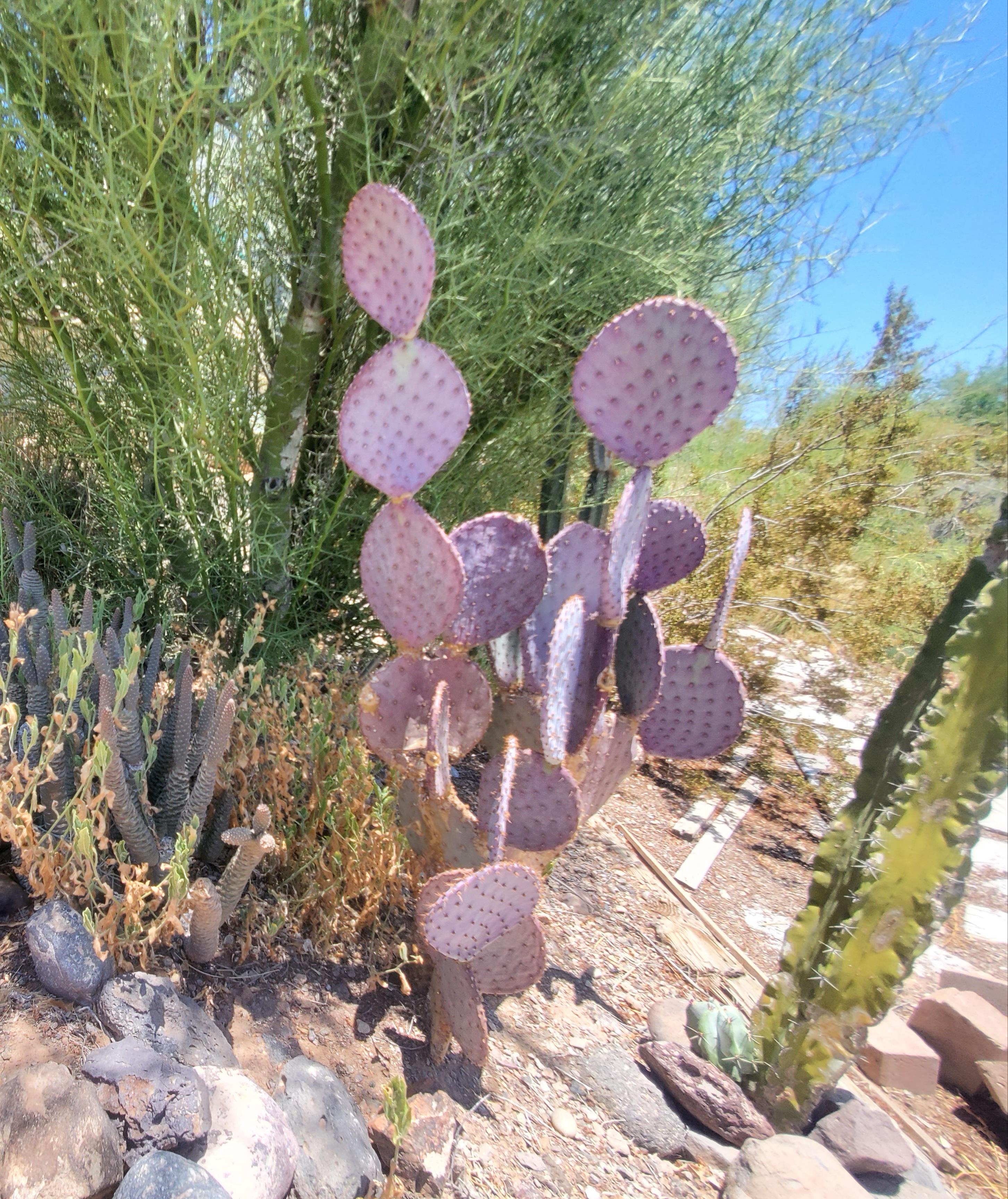 Purple Santa Rita Prickly Pear. | Scrolller