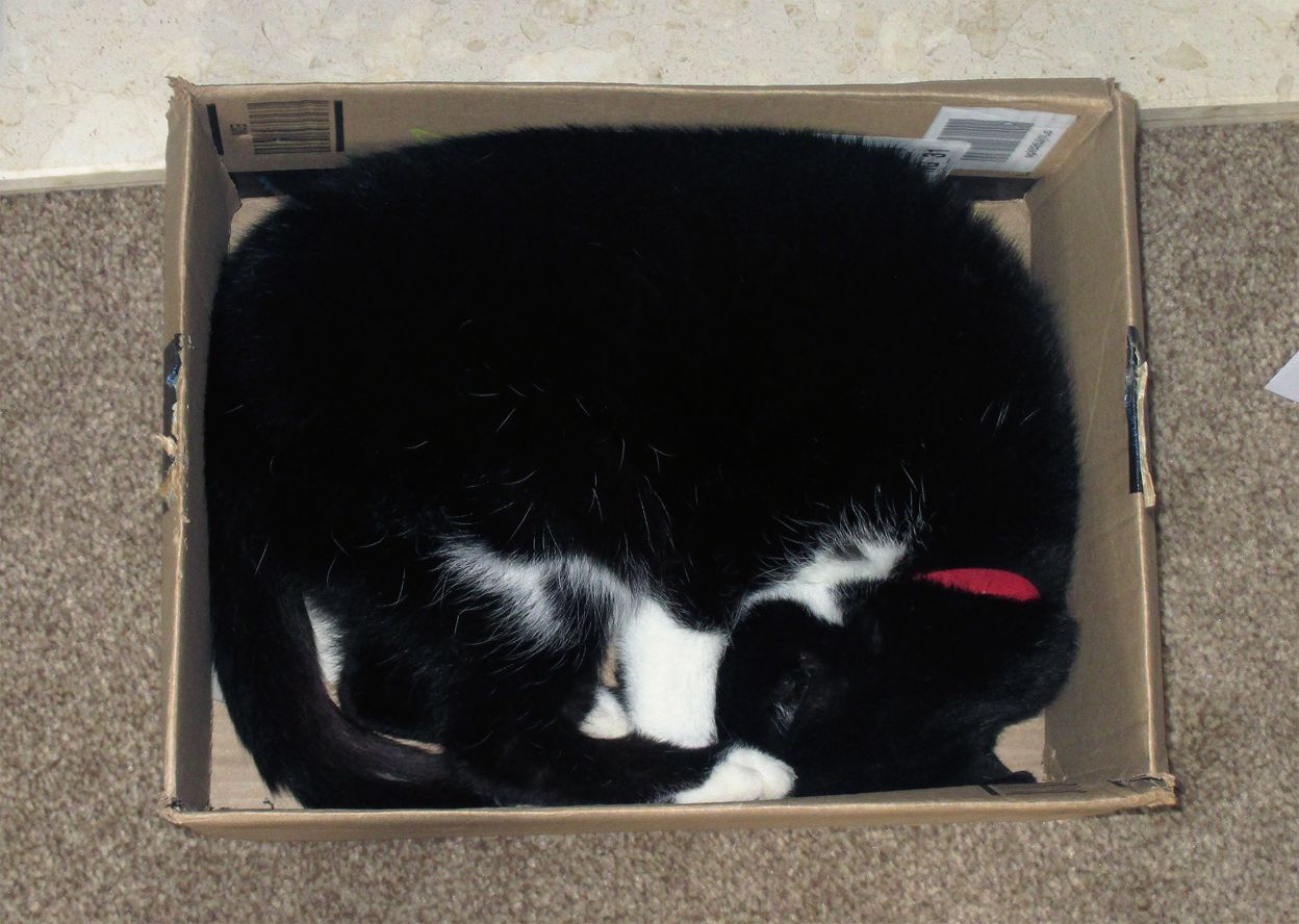Purrfect fit! | Scrolller