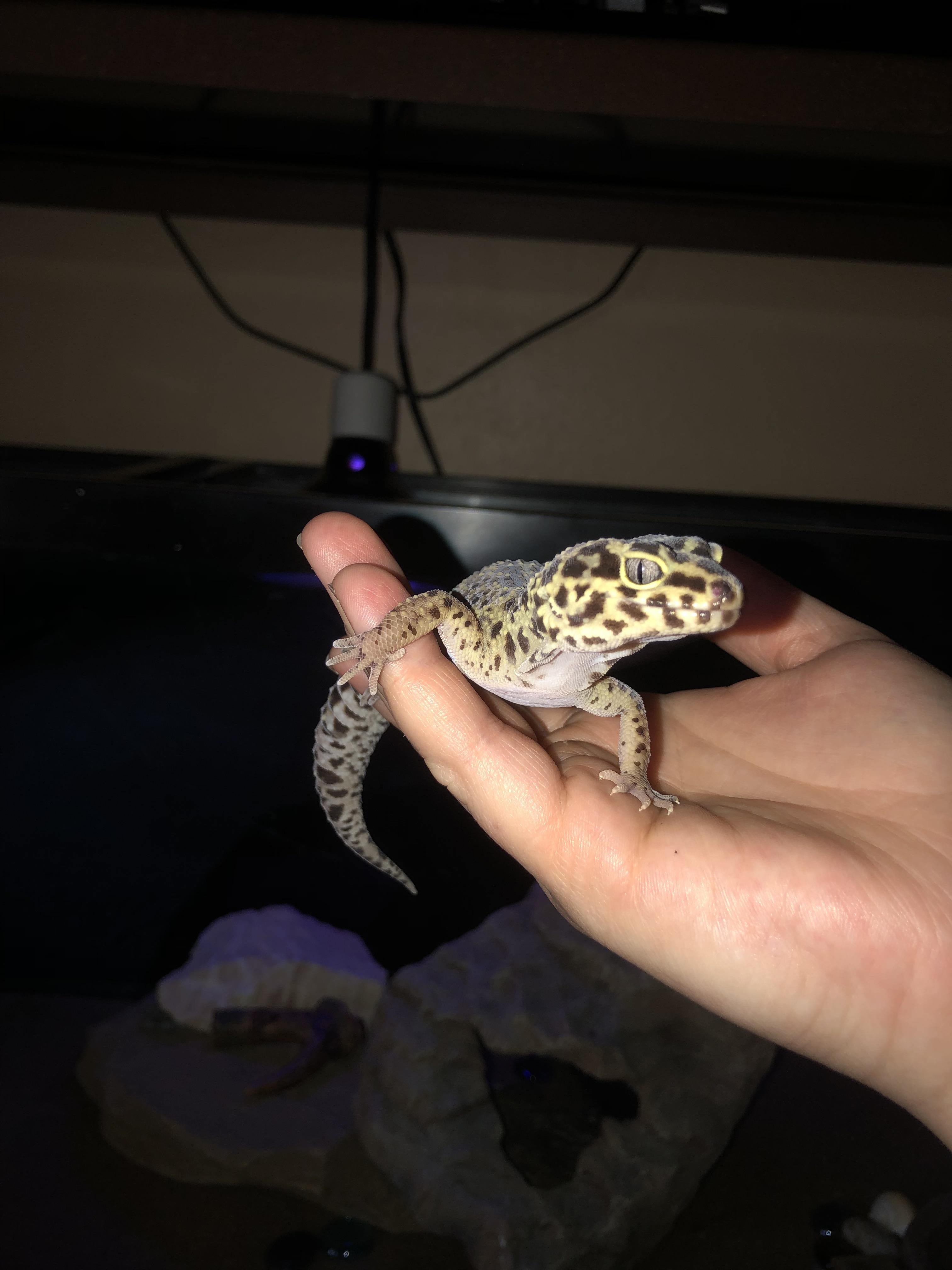 Put me down hooman. I sleeps. | Scrolller