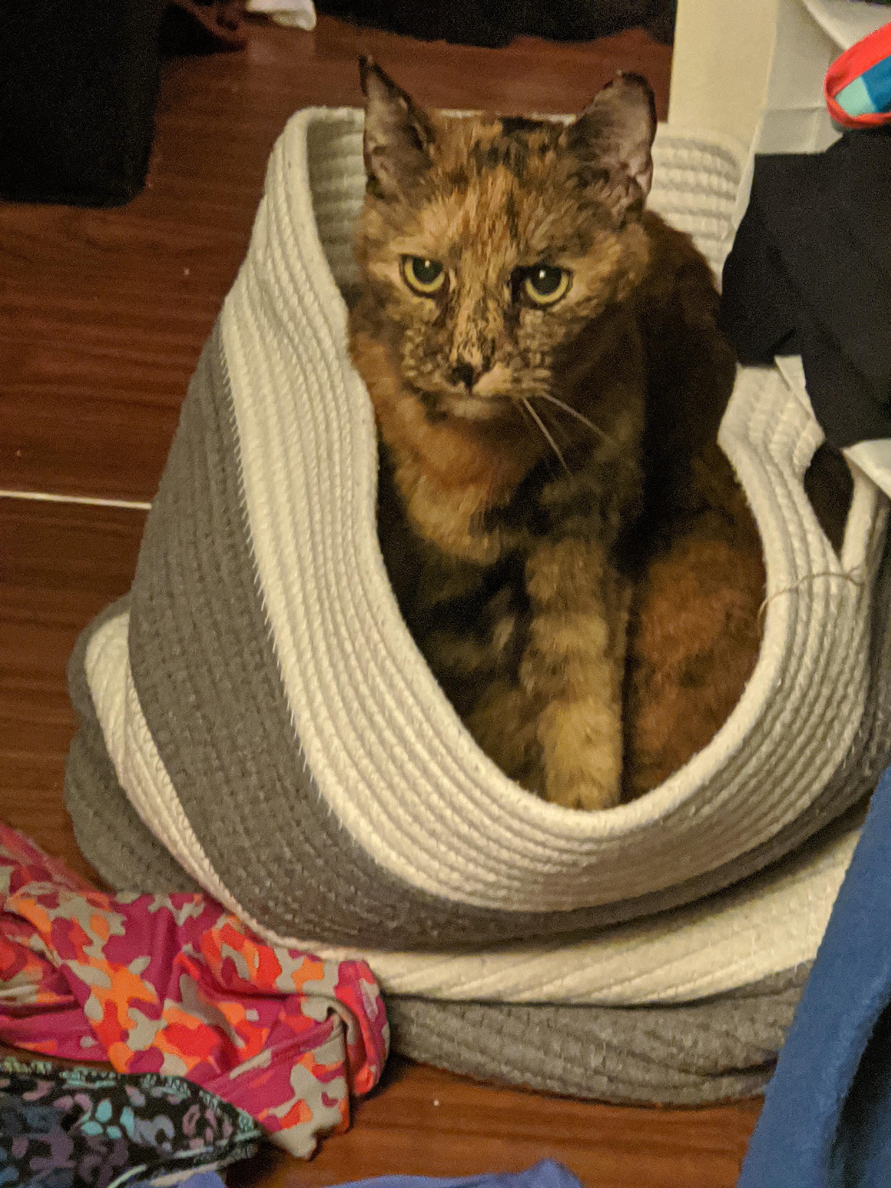 Put the laundry in the basket. I dare you. | Scrolller
