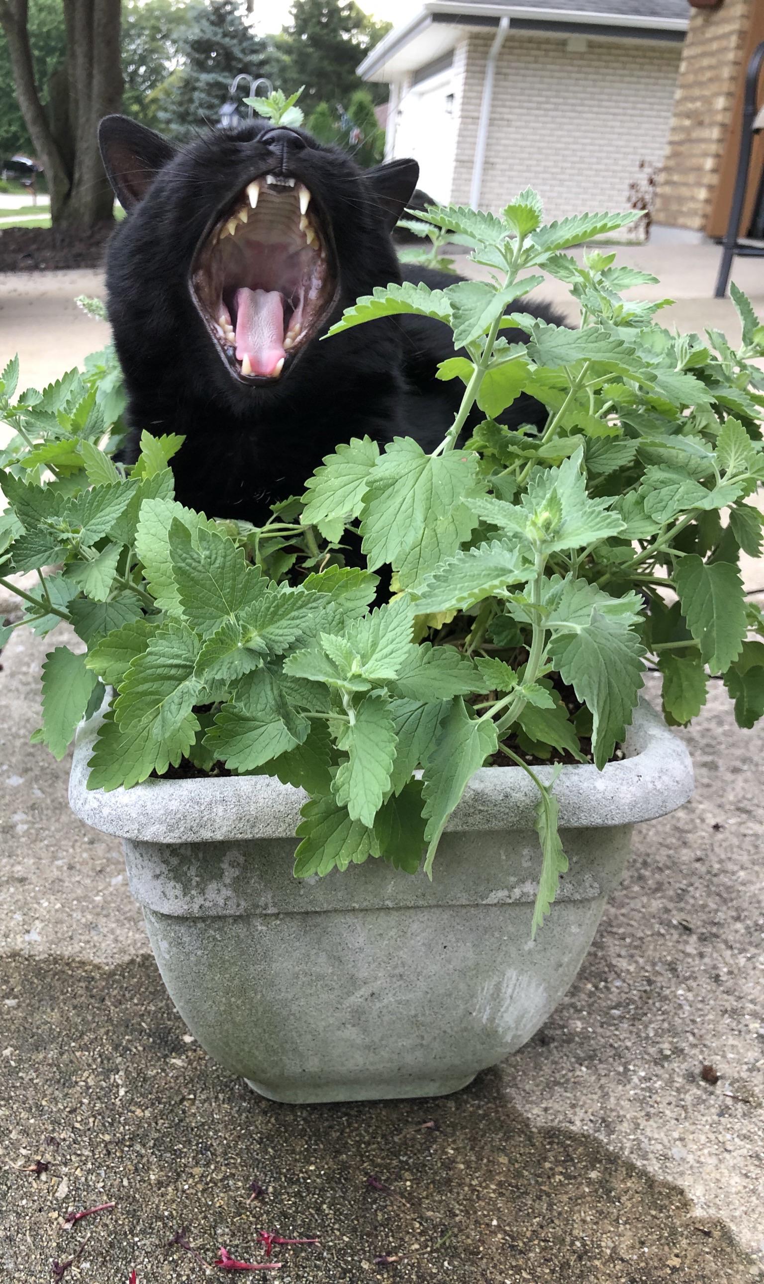 Puts the “cat” in catnip | Scrolller