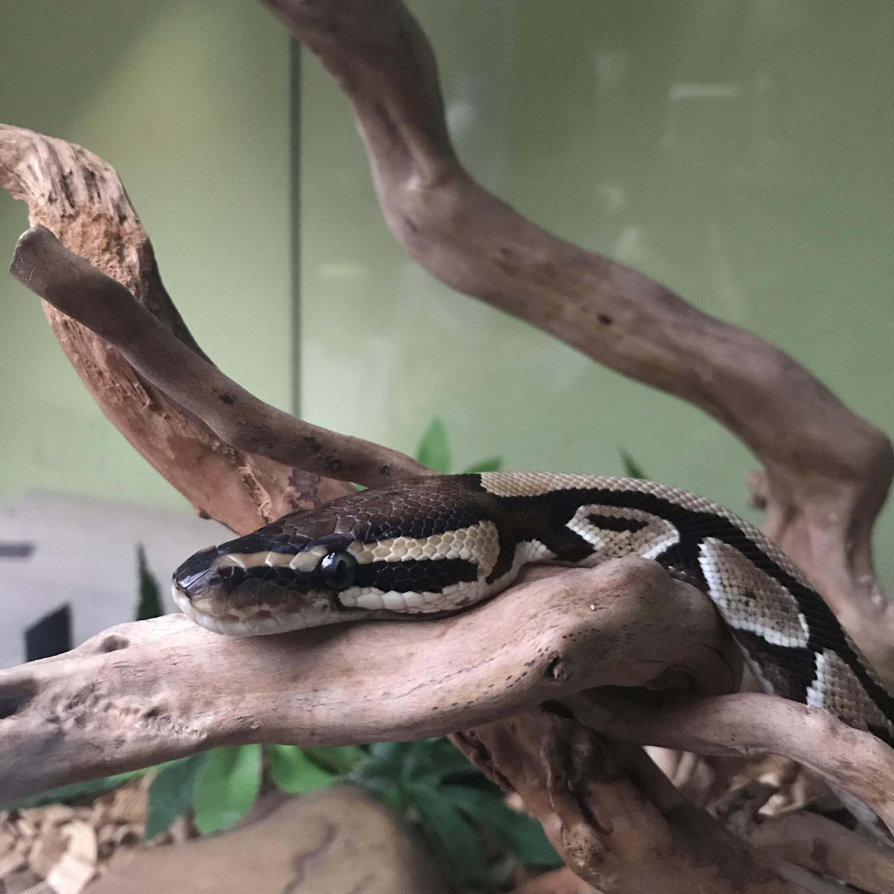 Python royale | Scrolller