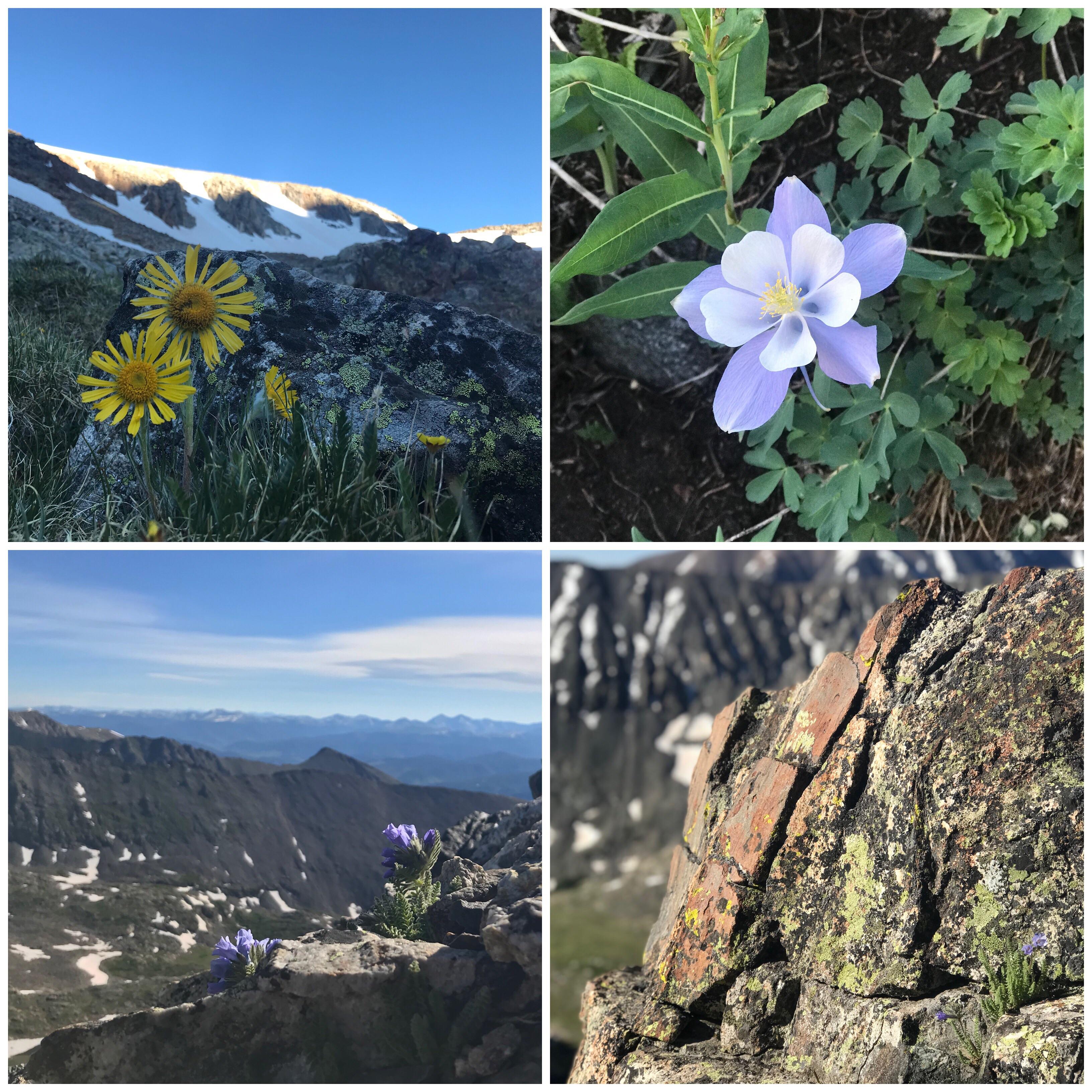 Quandary Peak in Full Bloom | Scrolller
