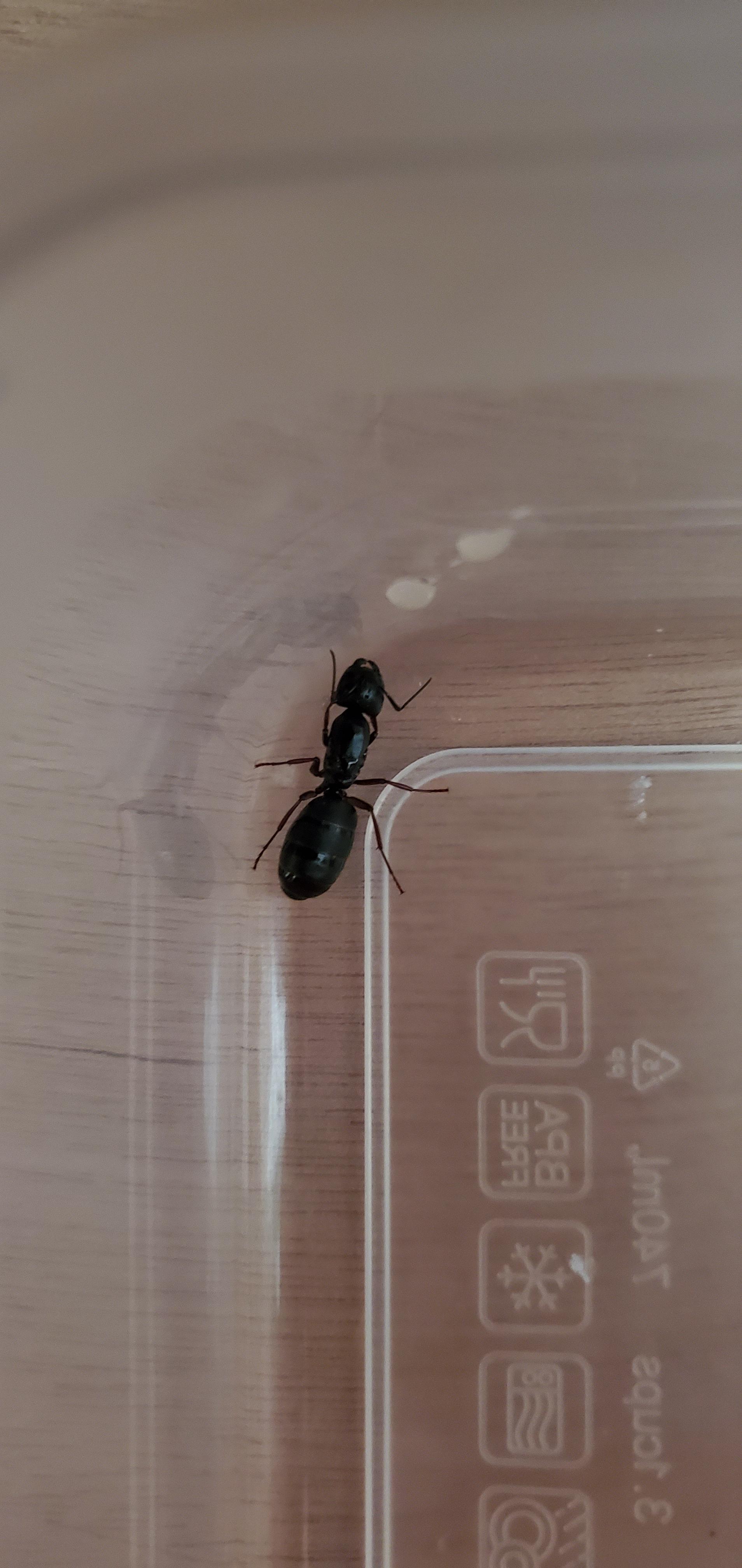 Queen ant help | Scrolller